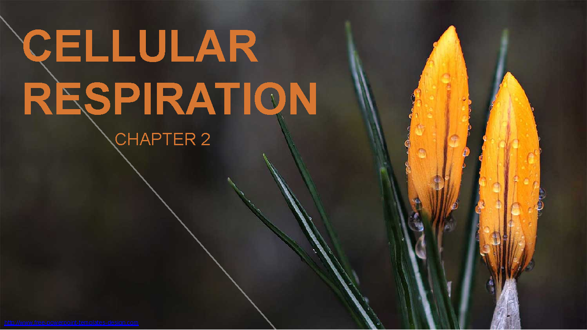 2.3 Cellular Respiration - free-powerpoint-templates-design CELLULAR ...