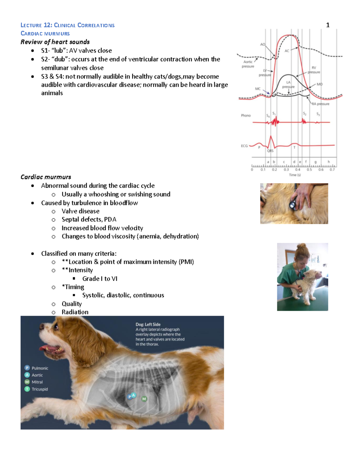 Lecture 12- Clinical Correlations - CARDIAC MURMURS Review of heart ...