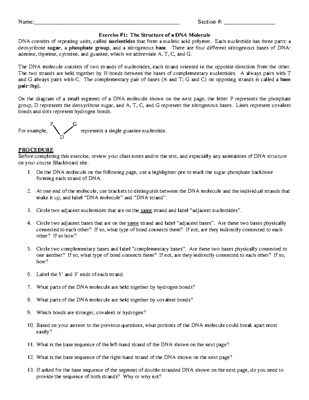DNA Exercise 1 - The structure of DNA molecule - - Studocu
