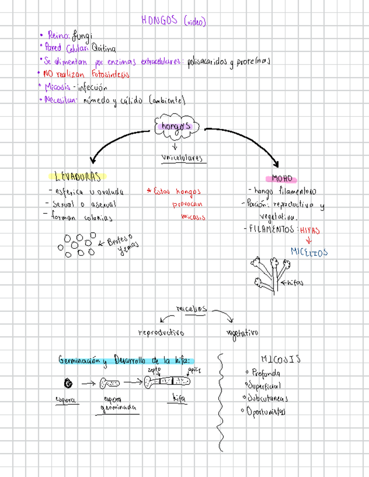 Microbiología 2 - HONGOS (video) · Reino : · Jungi Pared Celular ...