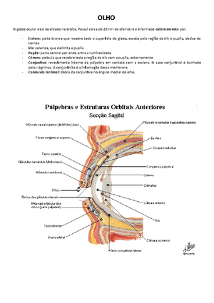 Anatomia II - Trígonos DO Pescoço - TRÍGONOS DO PESCOÇO LIMITES ...