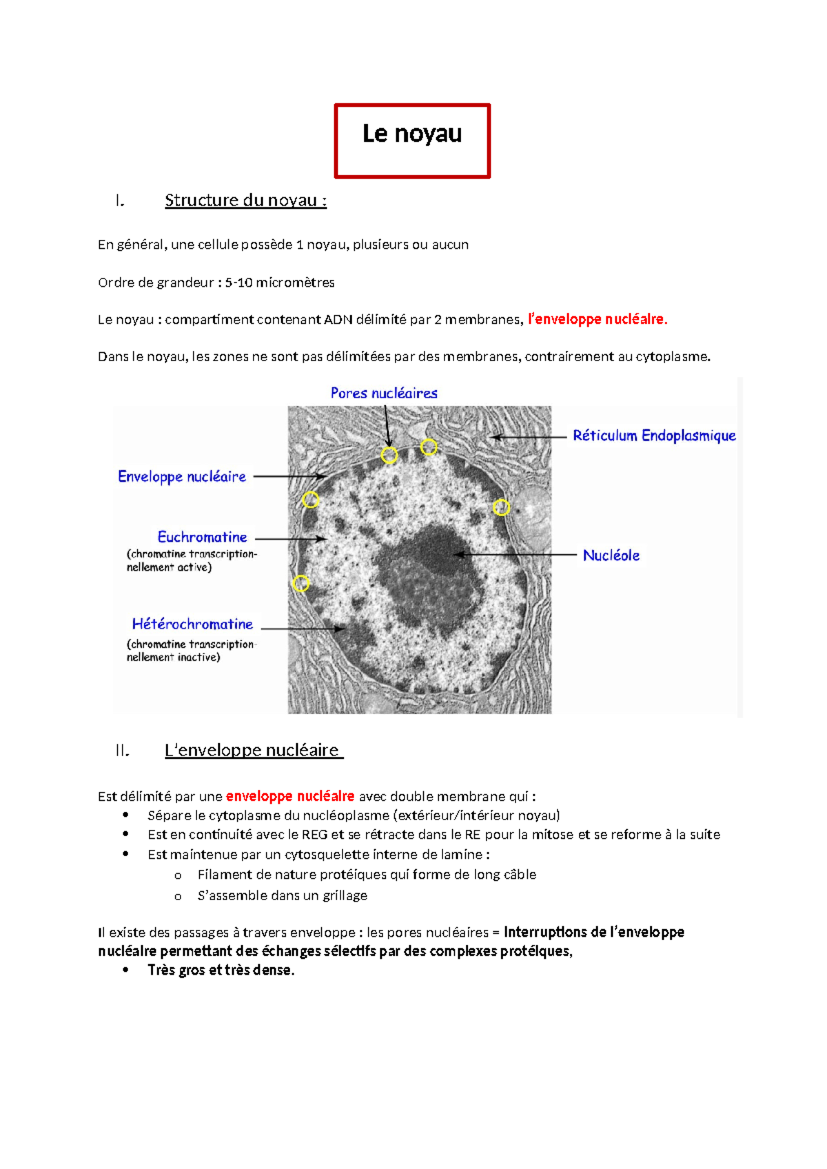 Le noyau de la cellule eucaryote - Le noyau I. Structure du noyau : En général, une cellule ...