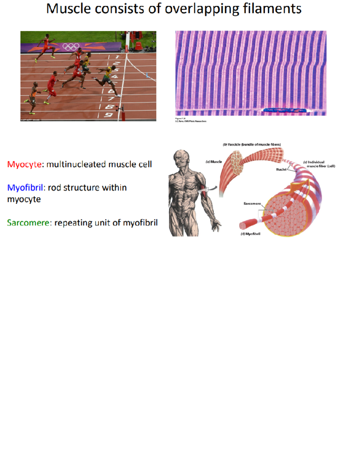 Lecture 10 Muscle Proteins - BIO 361 - Studocu