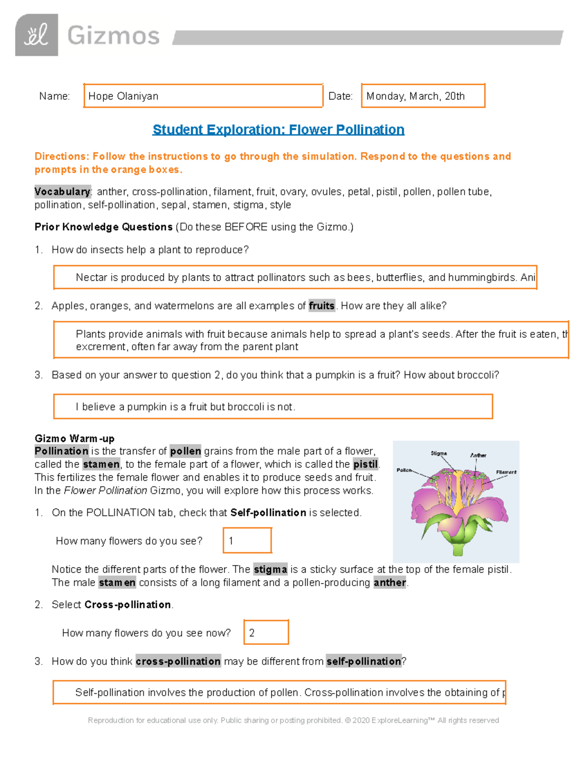 Copy of Gizmo Flower Pollination - Name: Hope Olaniyan Date: Monday ...