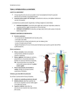 Tema 6 Cráneo[2165] - Tema 6 anatomía e histología - ESQUELETO DE LA ...