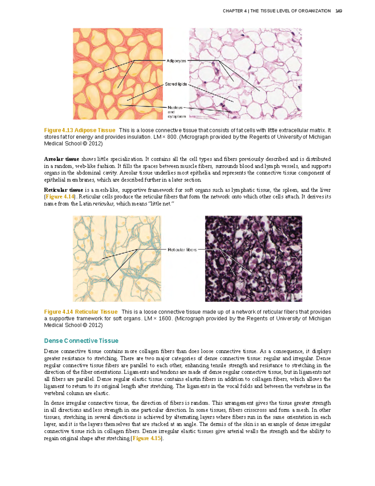 Loose Connective Tissue Adipose