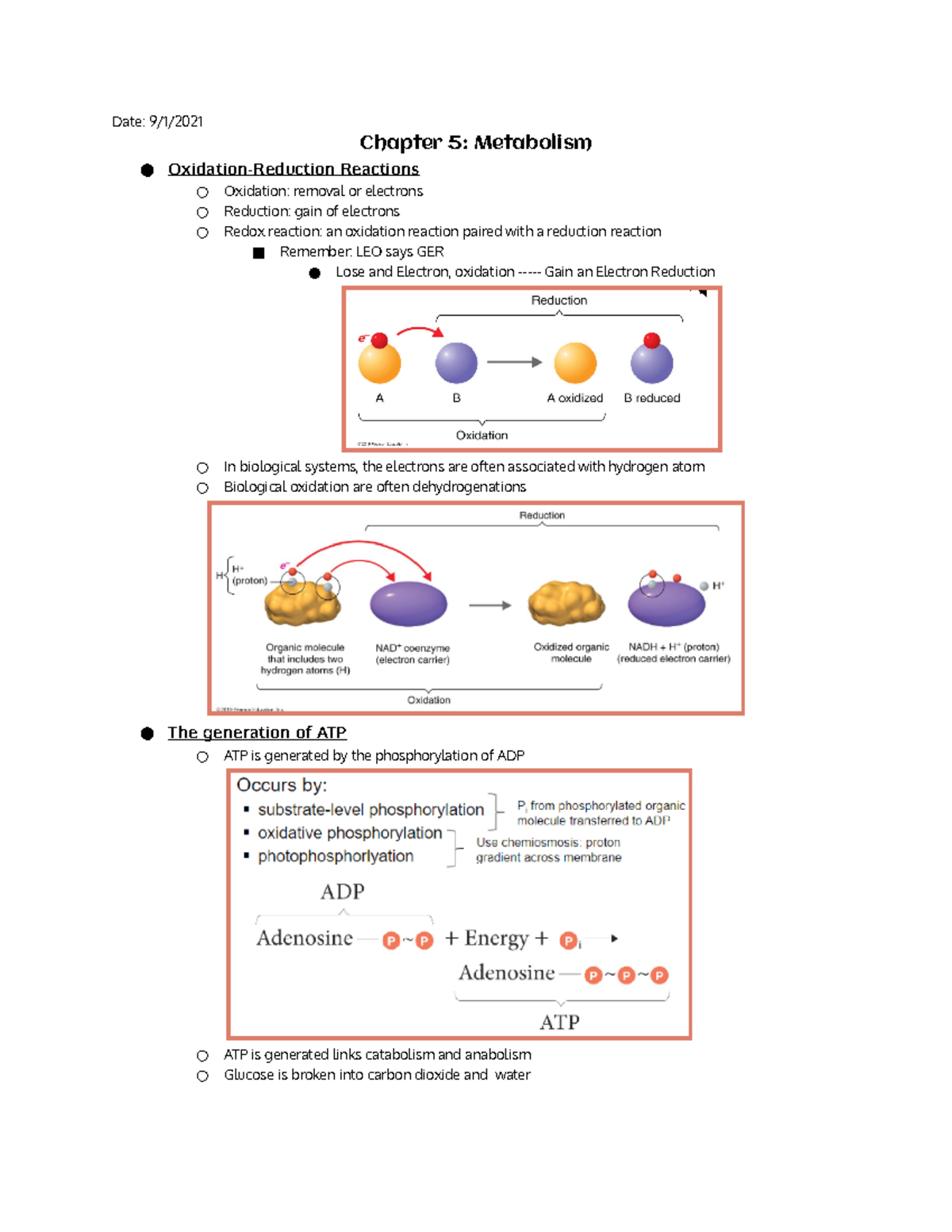 Glycolysis Pyruvic Oxidation Krebs Cycle And