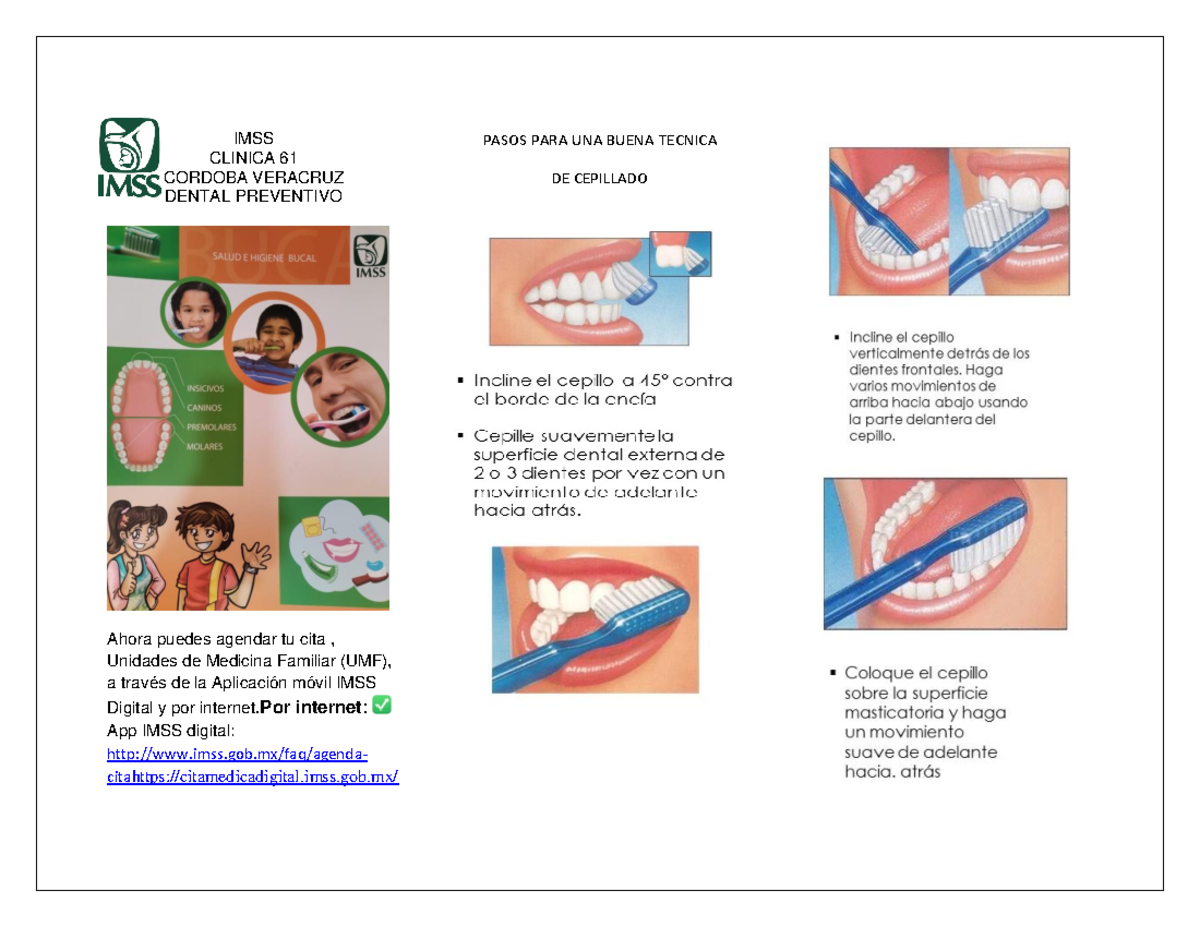 Triptico Dental - IMSS CLINICA 61 CORDOBA VERACRUZ DENTAL PREVENTIVO ...