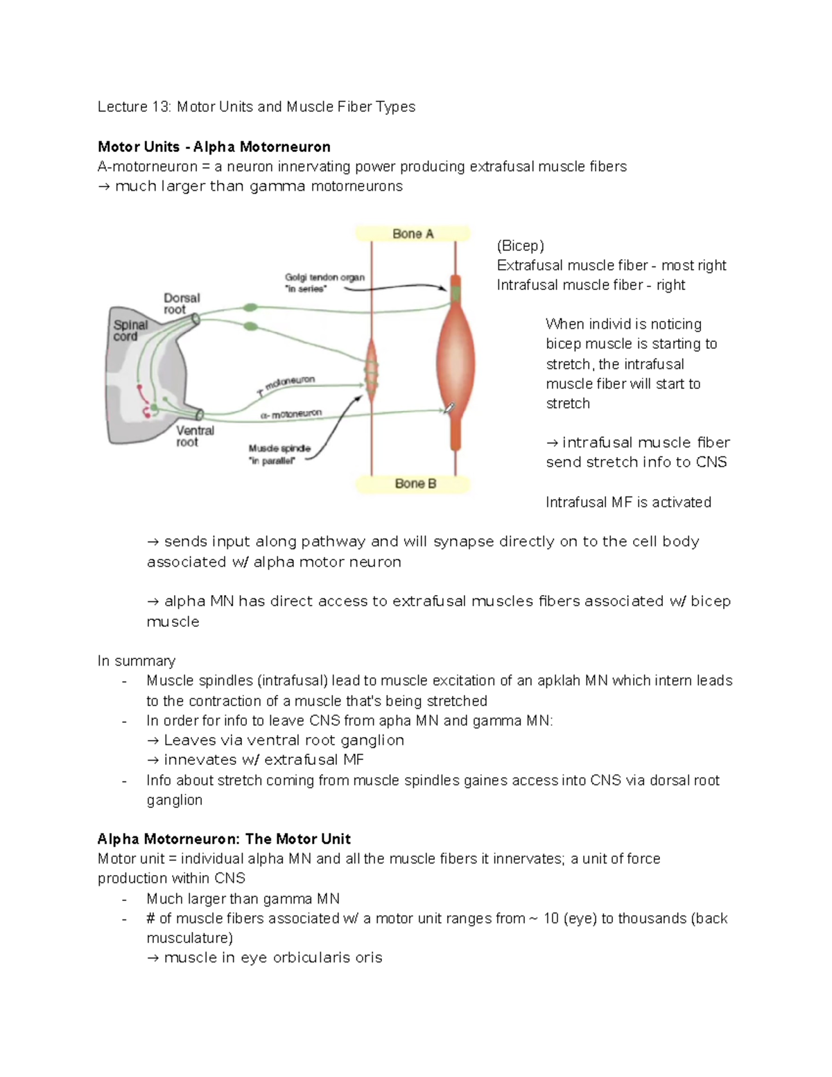 Kin 1080 - W6 - Lecture 13 - Motor Units Muscle Fiber Types - Lecture ...
