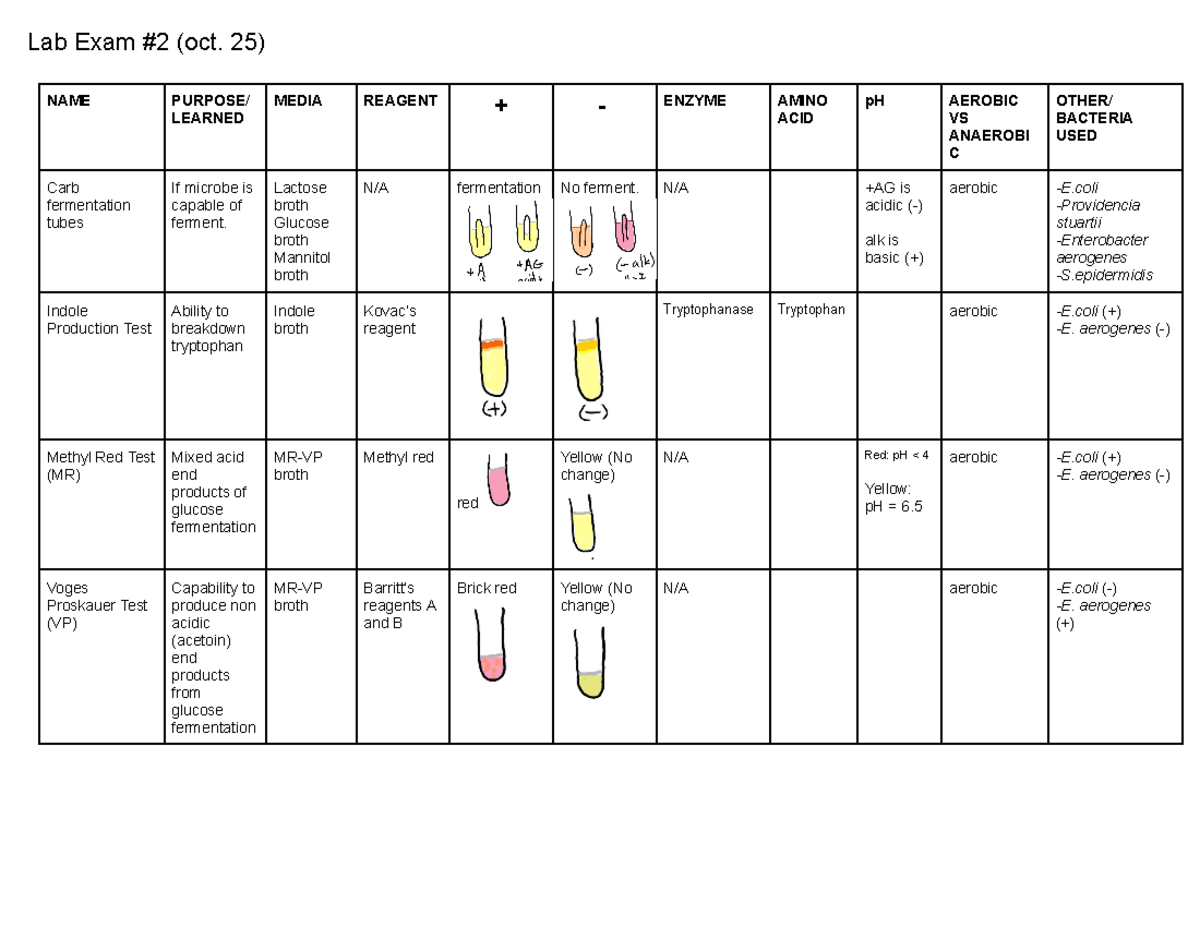 Lab exam 2 group study guide - Google Docs - Lab Exam #2 (oct. 25) NAME ...