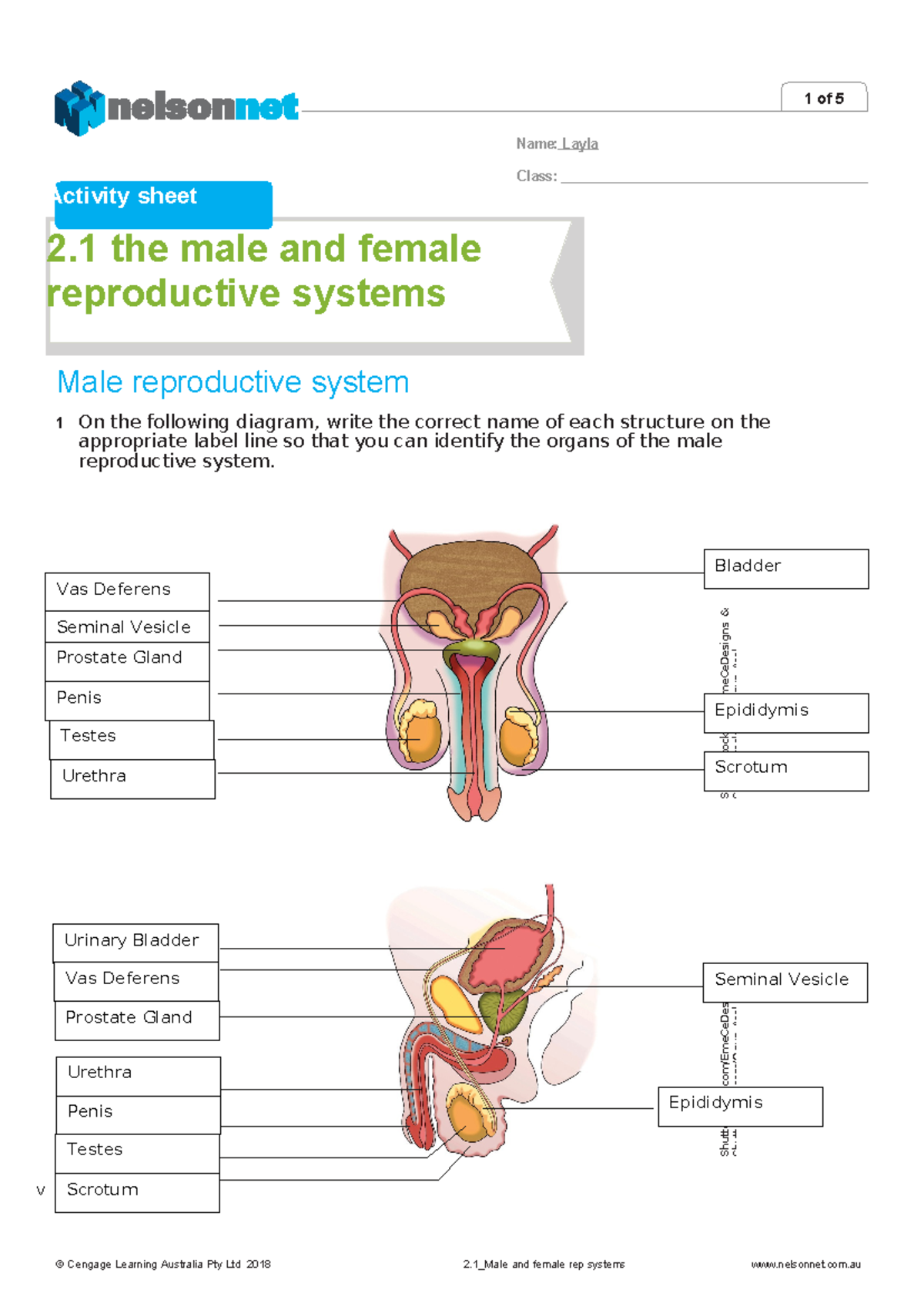 Ws - male and female reproductive systems - Name: Layla Class: Male ...
