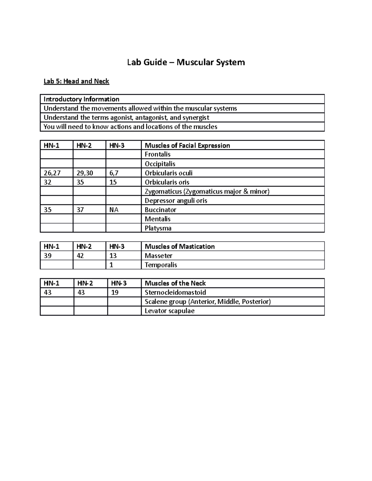Muscular System Lab Guide - Lab Guide – Muscular System Lab 5: Head and Neck Introductory - Studocu