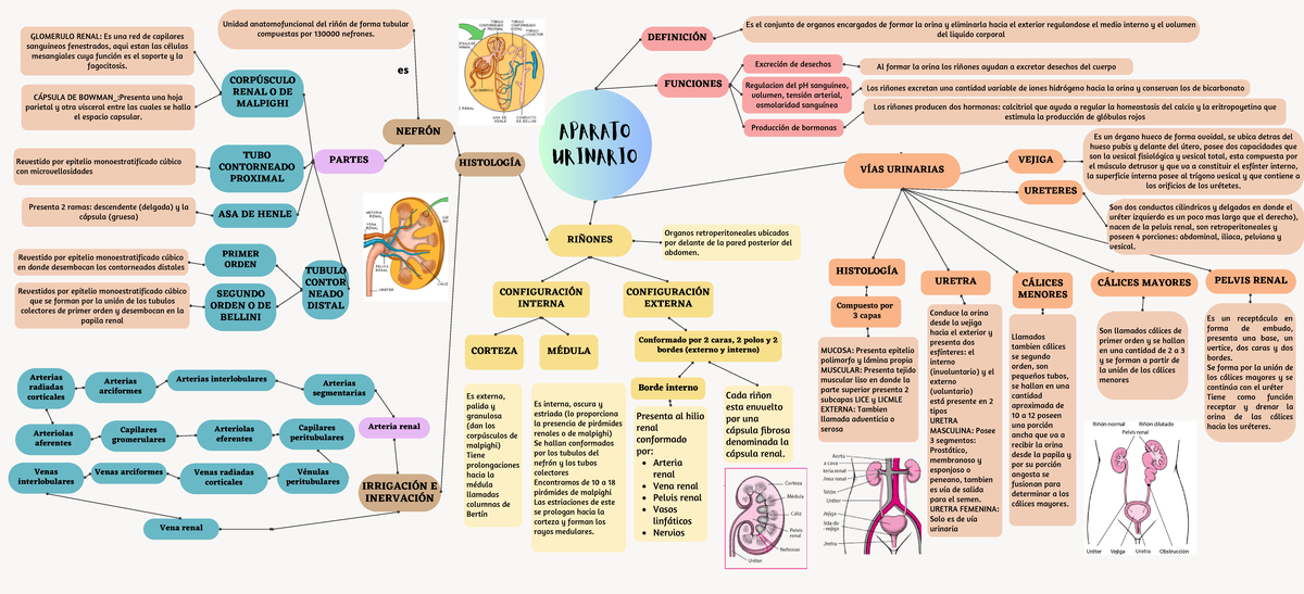 MAPA Conceptual Urogenital - APARATO URINARIO CONFIGURACIÓN INTERNA ...