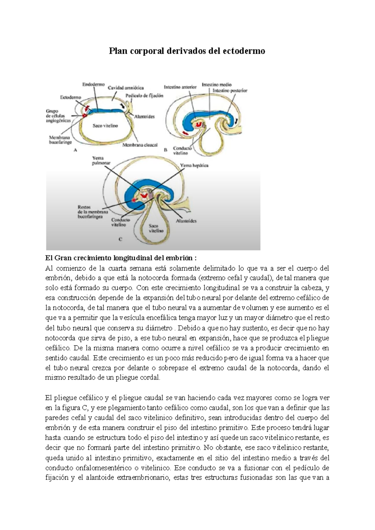 Plan Corporal interacciones y derivados del Ectodermo - Plan corporal ...