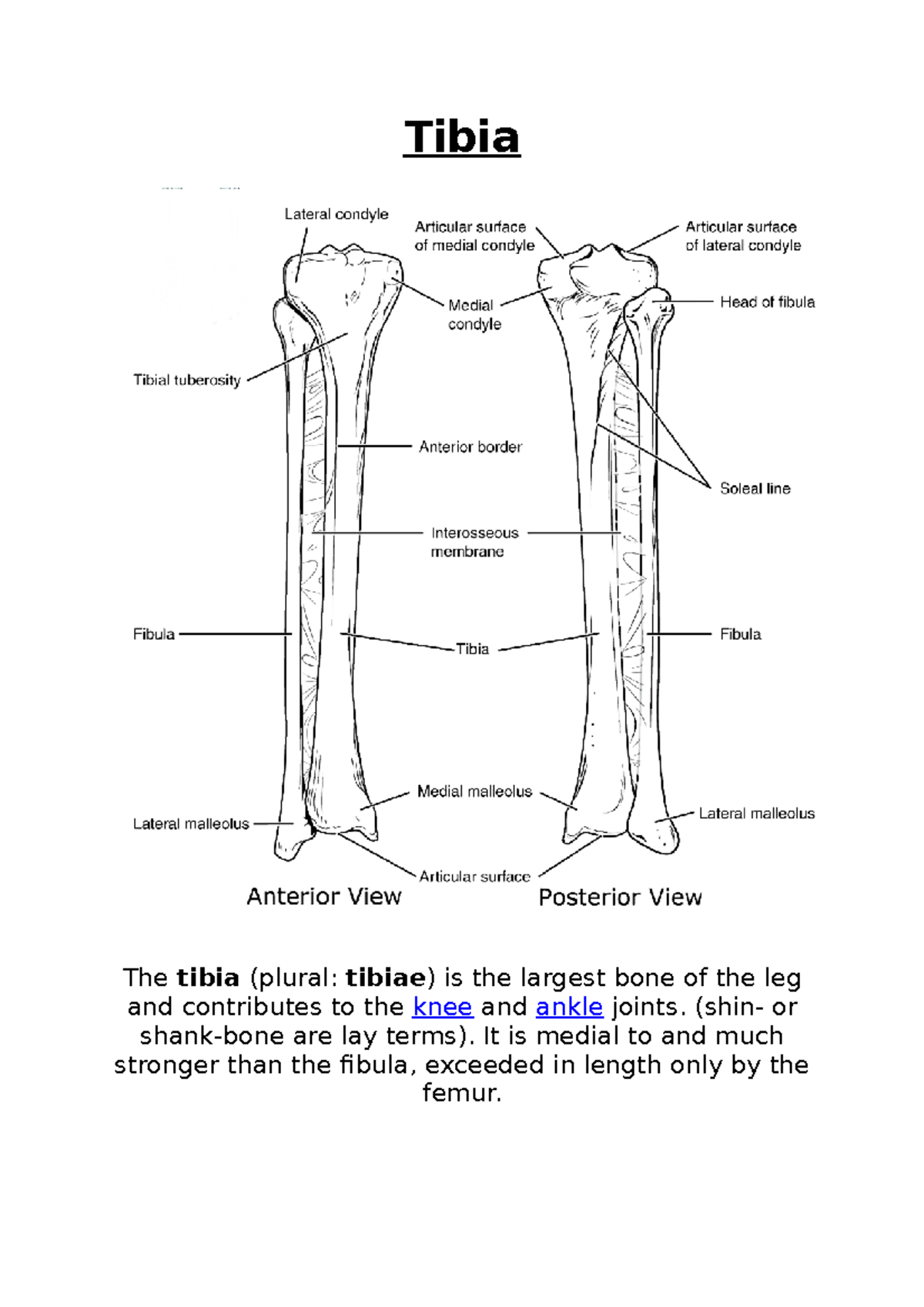 Lower Leg - Tibia - Tibia The tibia (plural: tibiae) is the largest ...