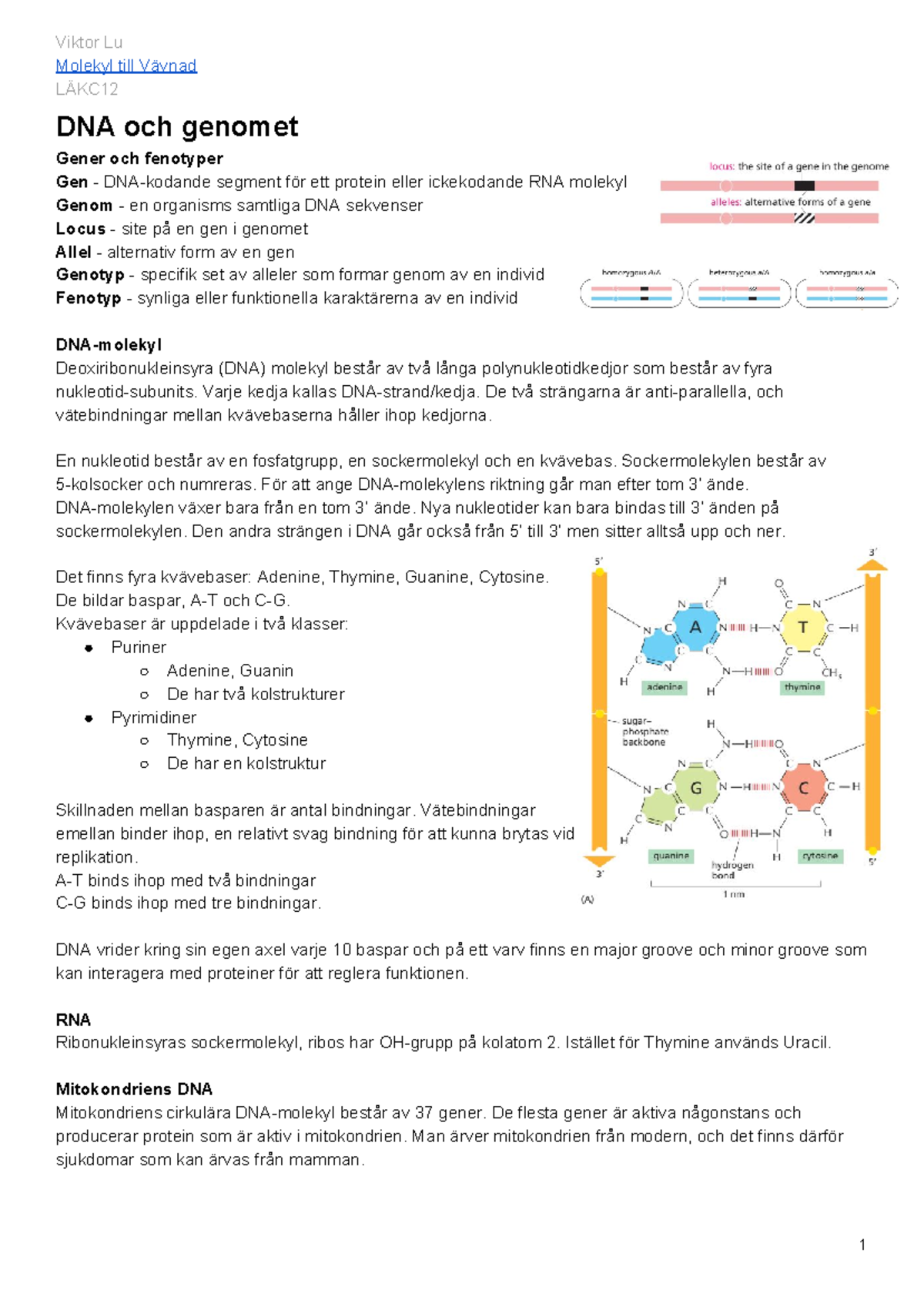 4. DNA och genomet - Dokumentet innehåller följande: Gener och - Studocu