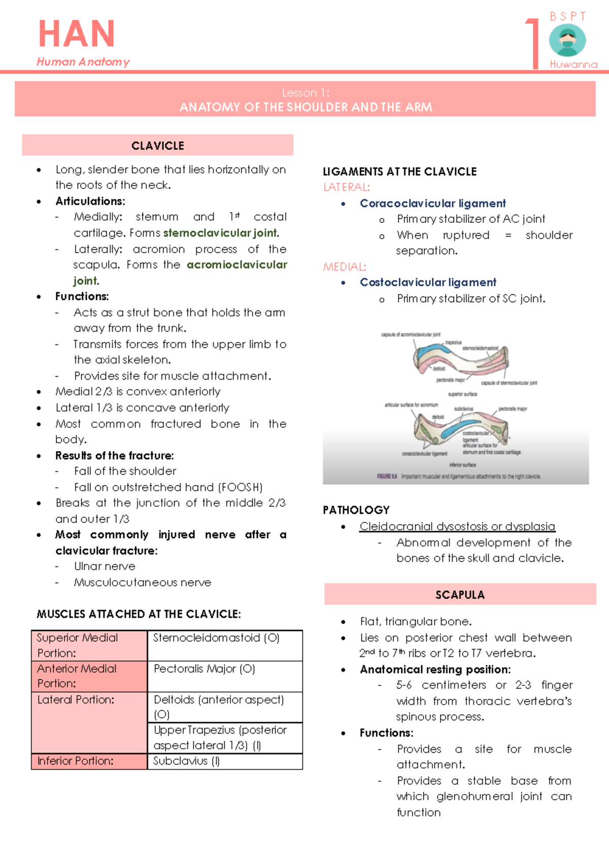 Human Anatomy Trans - HAN Human Anatomy Long, slender bone that lies ...