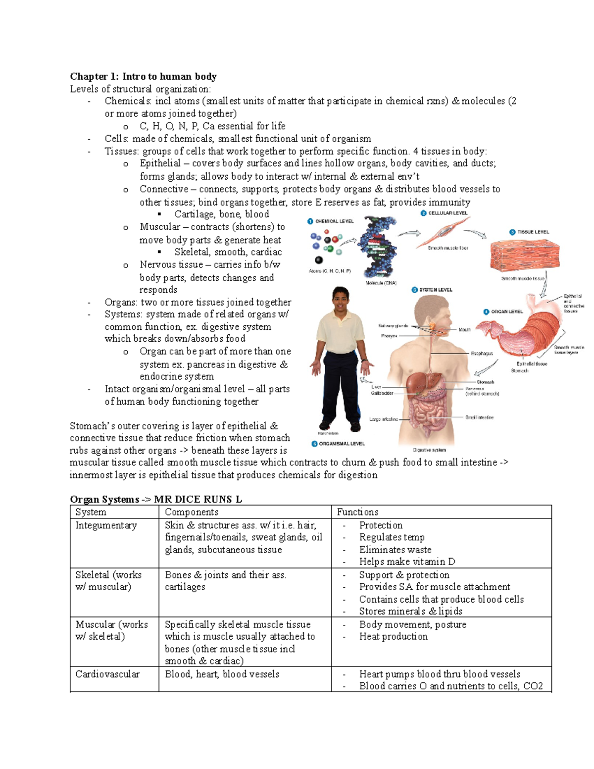 Anat215 lecture notes - Chapter 1: Intro to human body Levels of ...