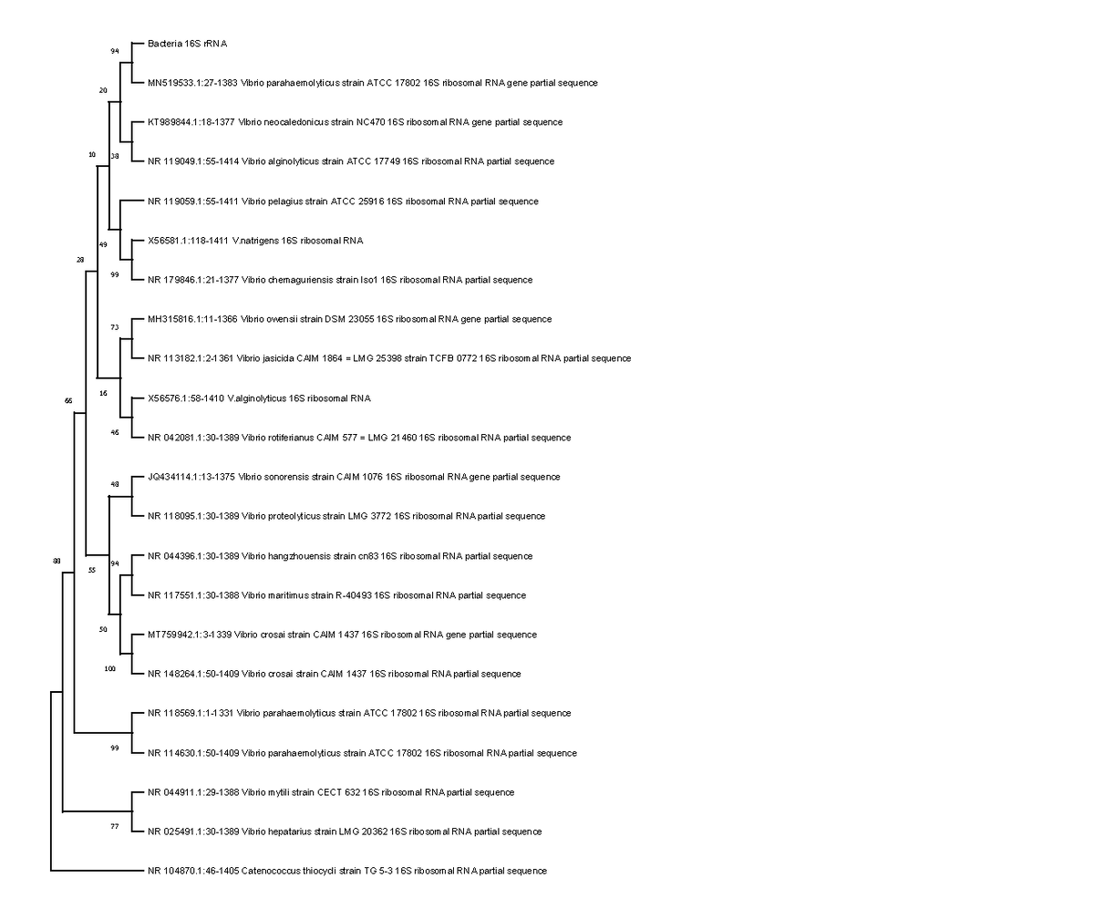 Phylotree bacteria bootstrap - Bacteria 16S rRNA MN519533:27-1383 ...
