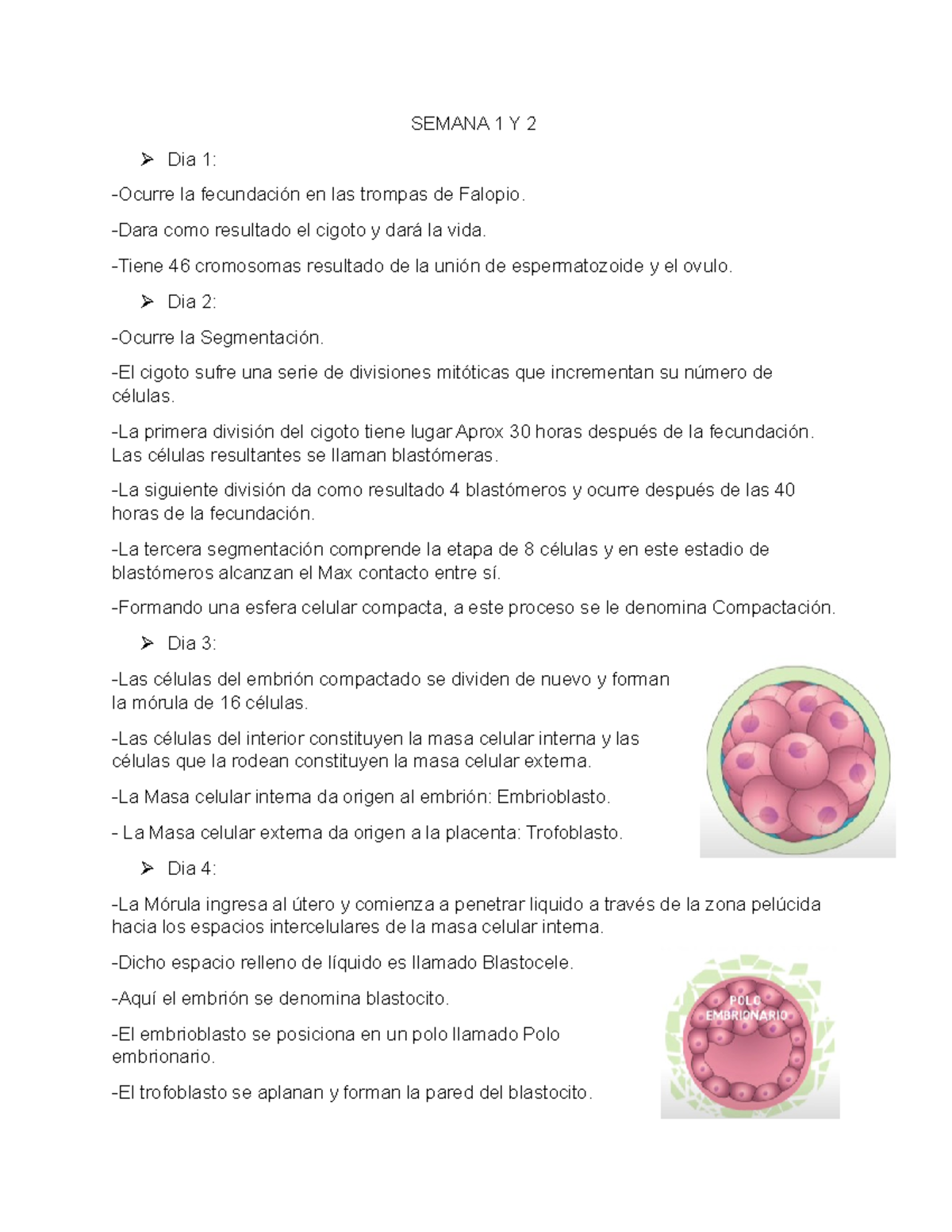 1 MES - Primer mes de gestación - SEMANA 1 Y 2 Dia 1: -Ocurre la ...