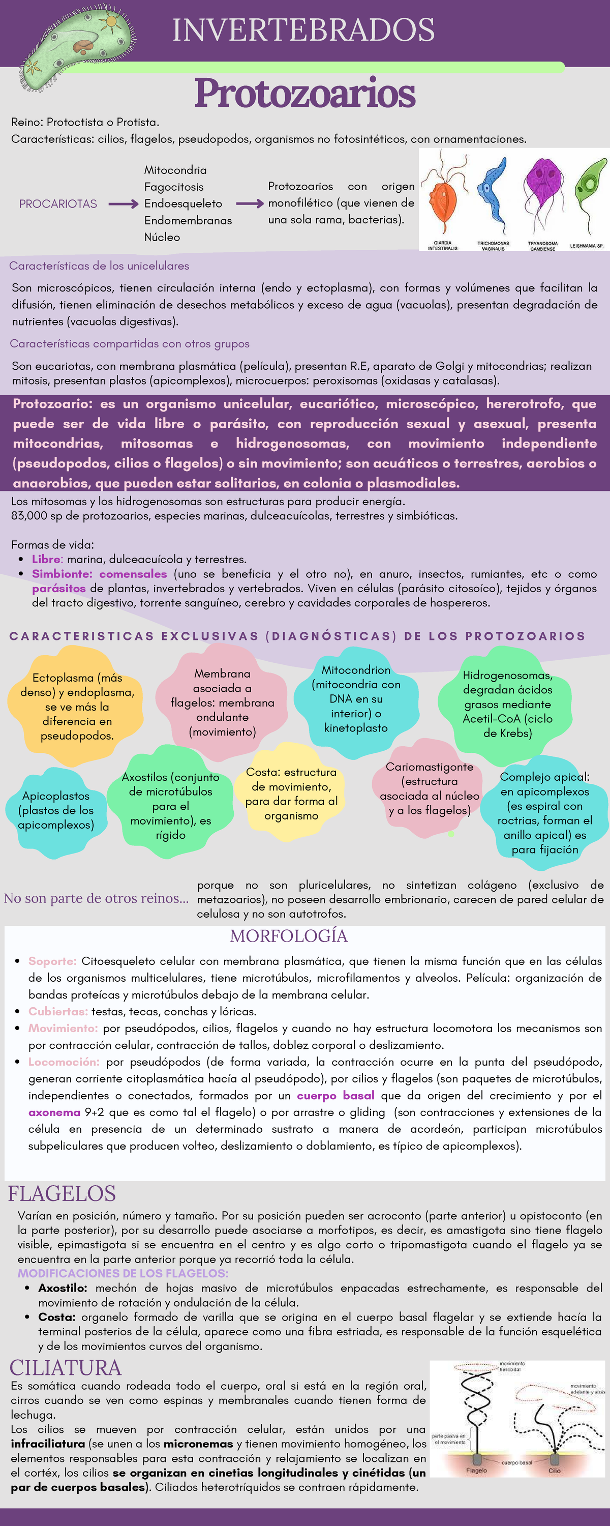 Protozoarios - Protozoarios Reino: Protoctista o Protista ...