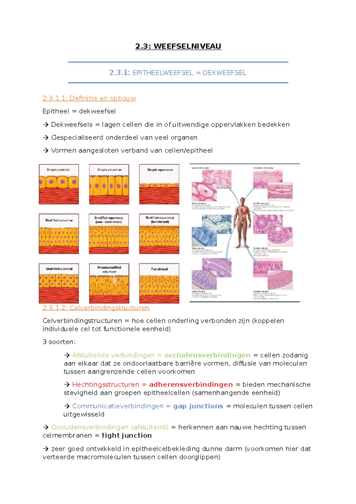 SV weefsels - 2: WEEFSELNIVEAU 2.3: EPITHEELWEEFSEL = DEKWEEFSEL 2.3.1 ...