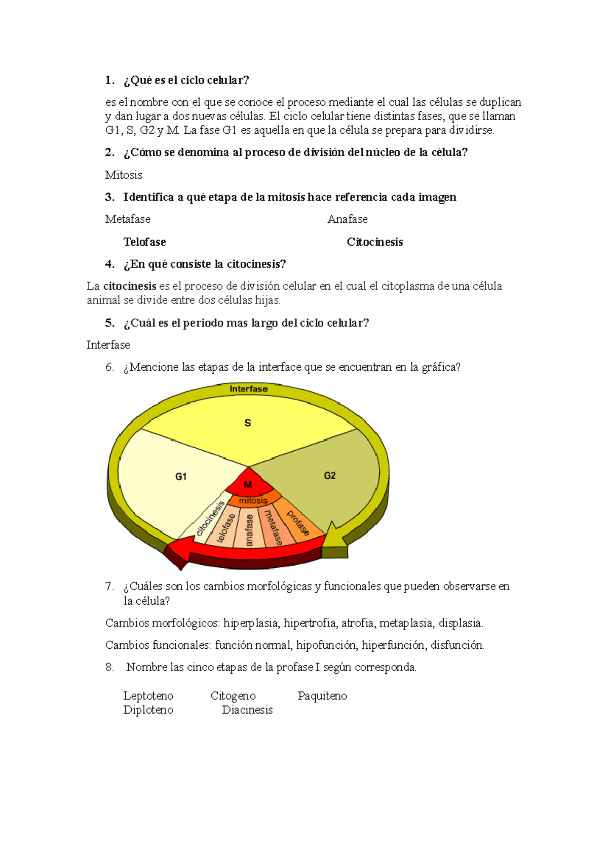 Qué es el ciclo celular - 1. ¿Qué es el ciclo celular? es el nombre con ...