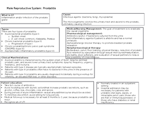 Concept Map Testicular Cancer - Male Reproductive System: Testicular ...