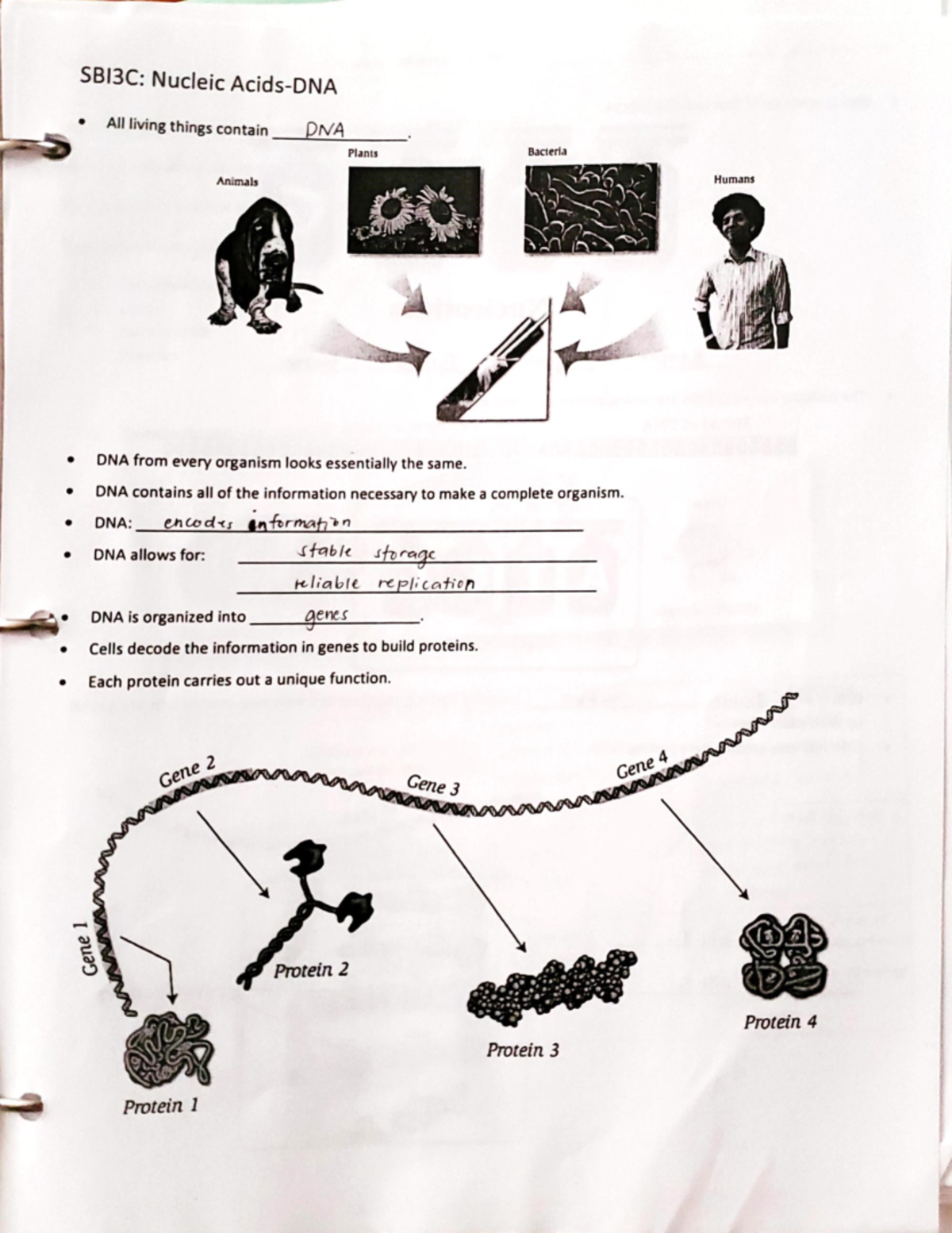 Nucleic Acids and Macromolecules class notes and worksheets - SB13C ...