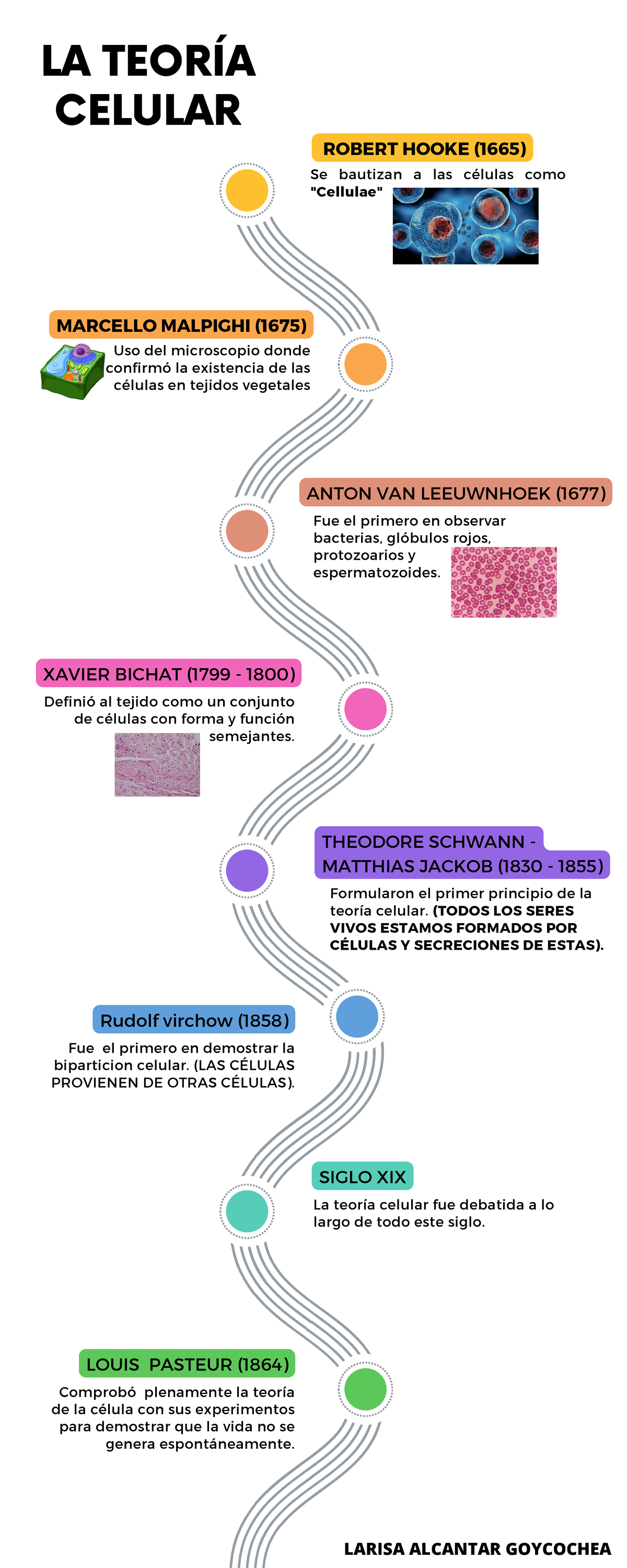 Linea Del Tiempo ( Teoria Celular) - ROBERT HOOKE (1665) ANTON VAN ...