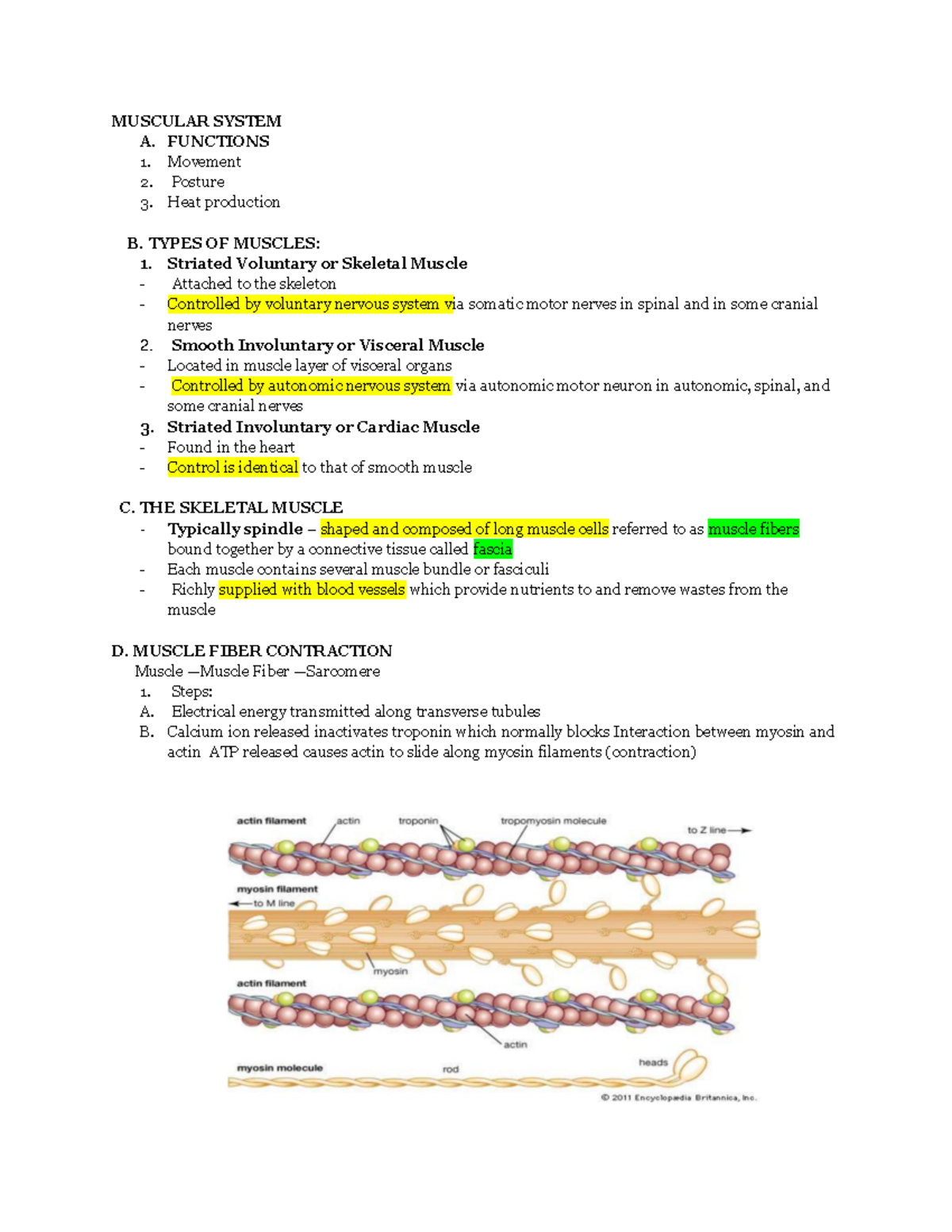 Muscular- System - MUSCULAR SYSTEM A. FUNCTIONS Movement Posture Heat ...
