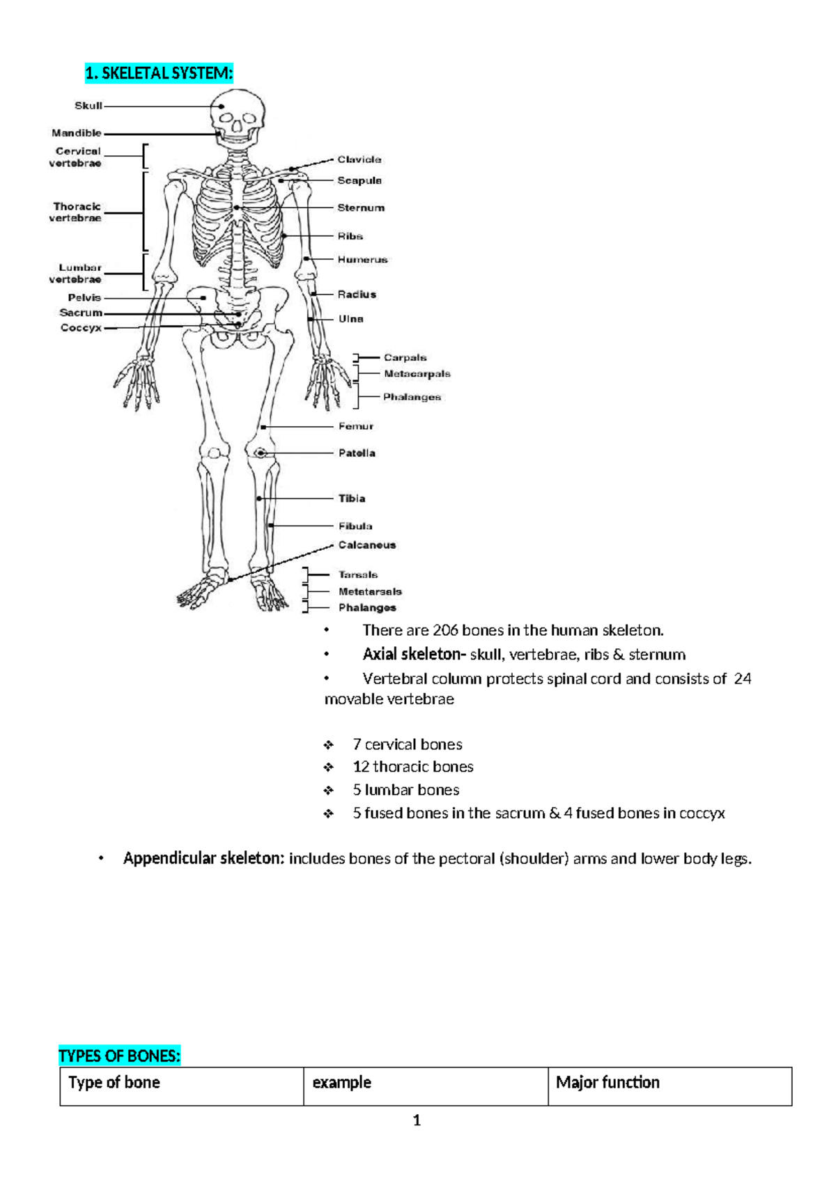 Pdhpe YR 11 Notes - 1. SKELETAL SYSTEM: There are 206 bones in the ...