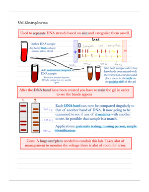 DNA pg 3 - Lecture Notes on DNA structures and PCR testing - UIST 125 ...