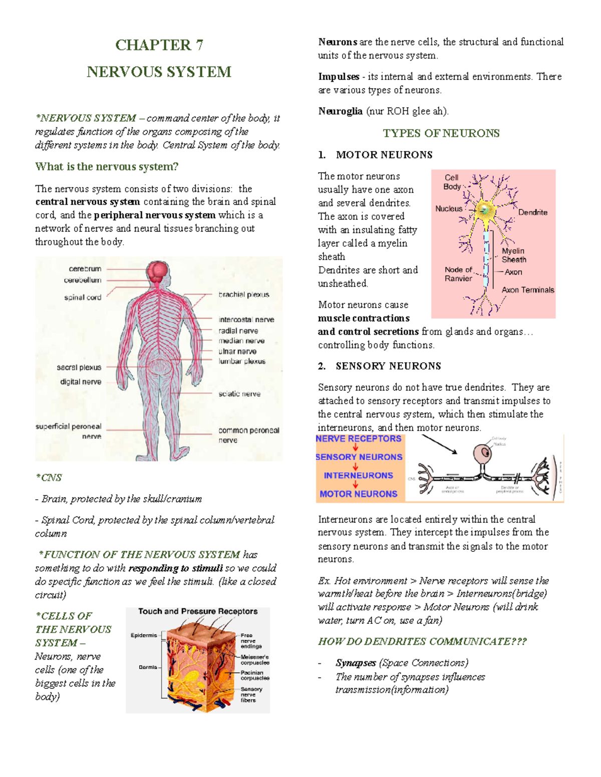 CH7- Nervous System - Summary Anatomy and Physiology - CHAPTER 7 ...