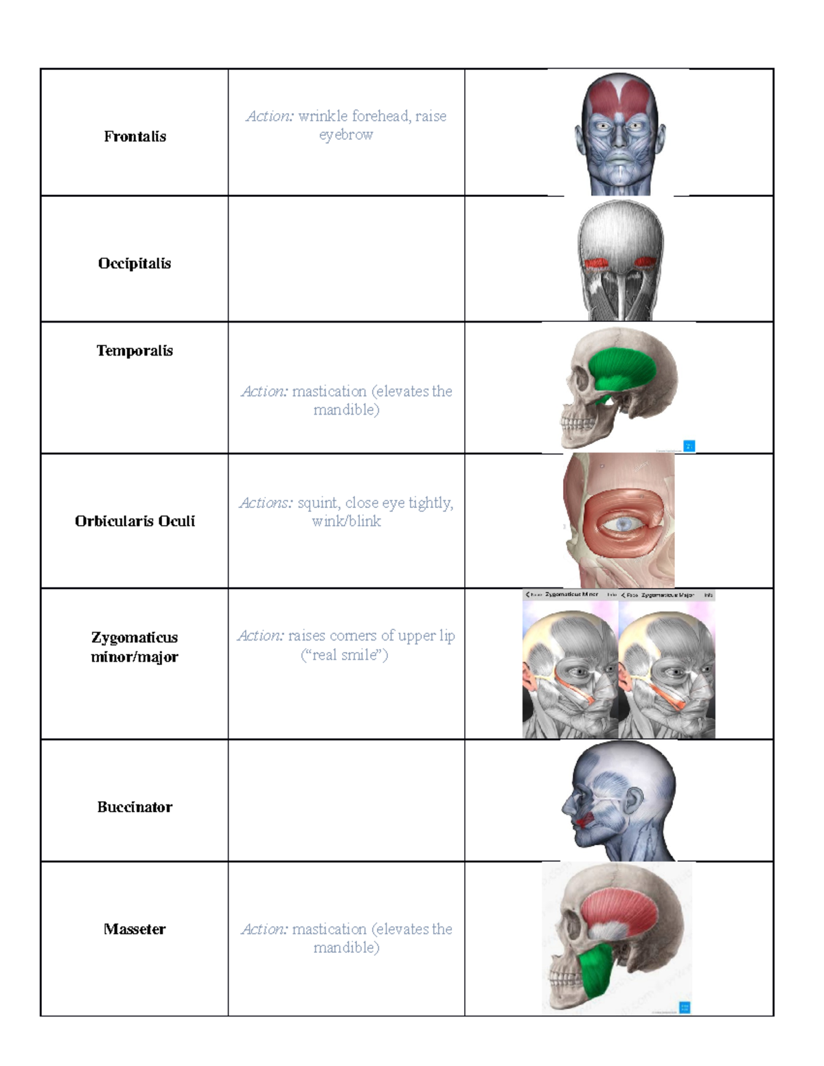 Muscles+ Study+ Guide - Frontalis Action: wrinkle forehead, raise ...