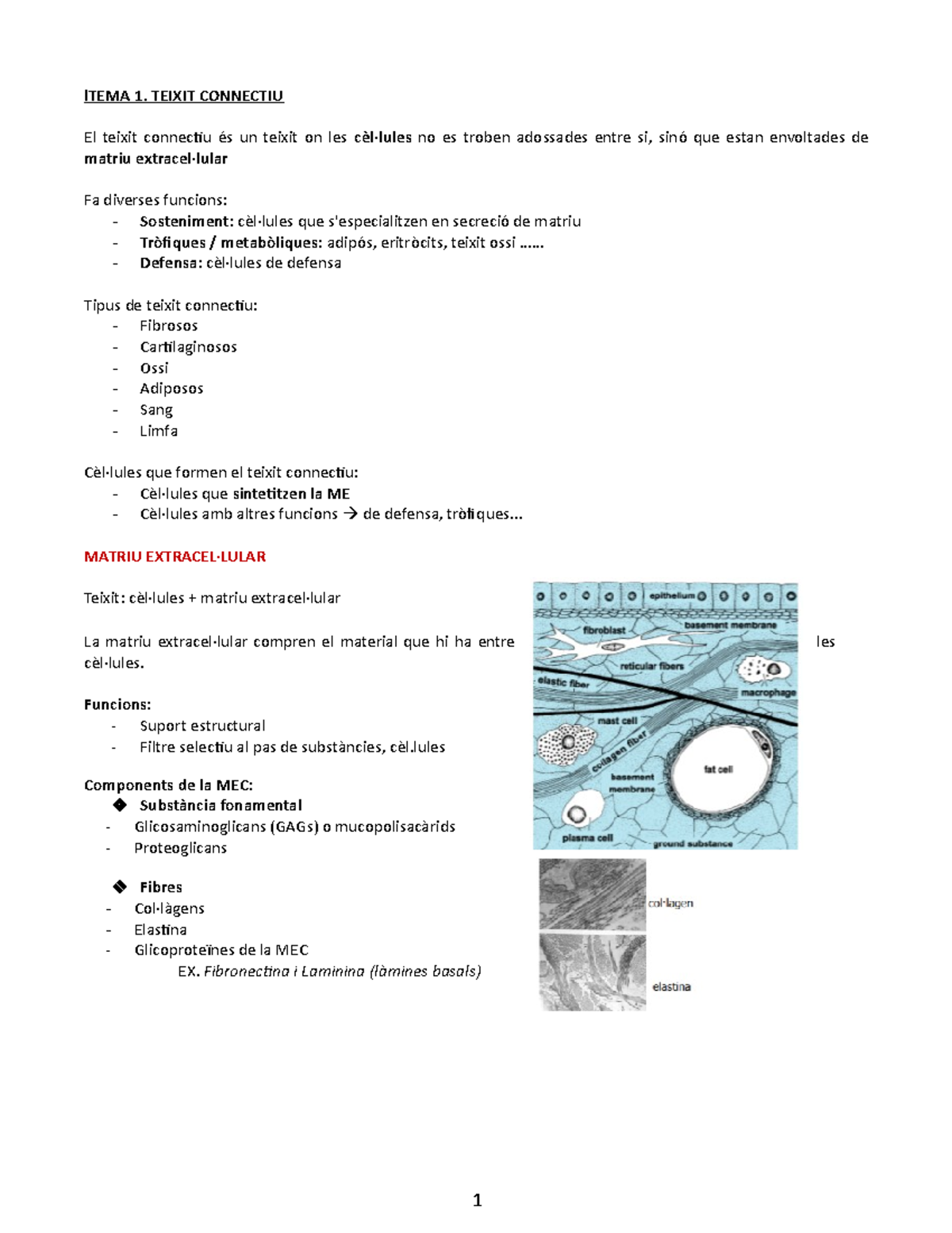 Citologia i Histologia Apunts EXAM 2 - lTEMA 1. TEIXIT CONNECTIU El ...