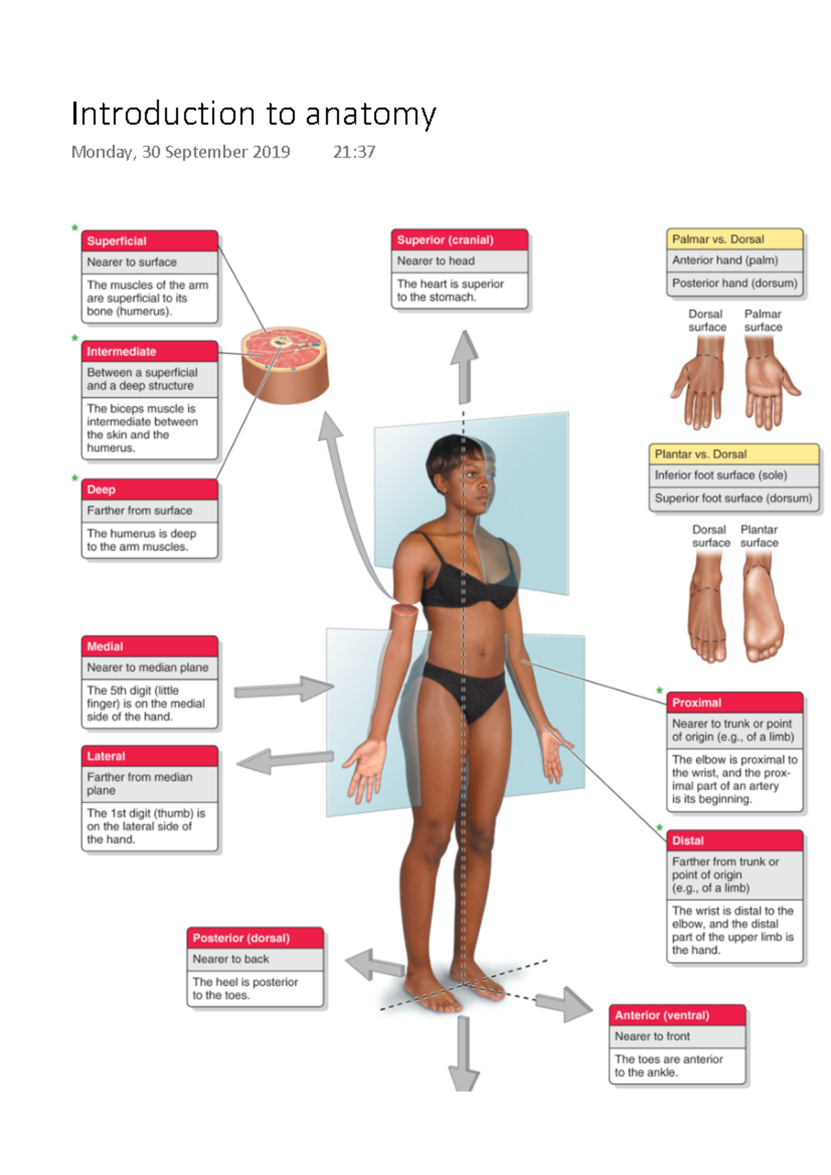 Introduction to anatomy - A100 - Warning: TT: undefined function: 32 Introduction to anatomy ...