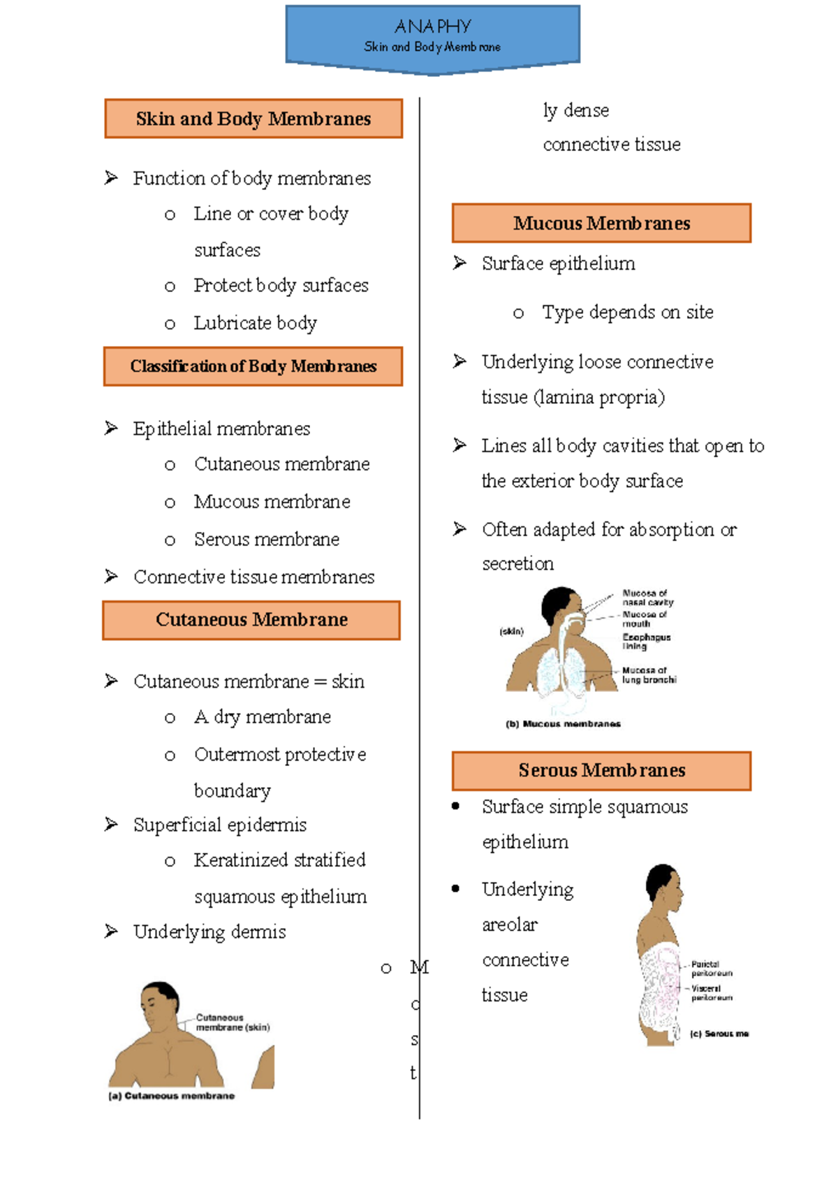 Skin and Body membrane - Function of body membranes o Line or cover ...
