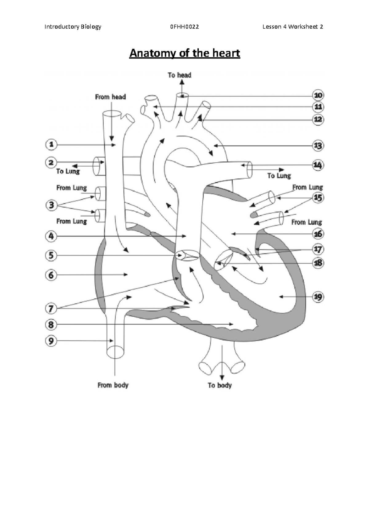 Cardiac Questions - Class Work - Anatomy of the heart Complete the ...
