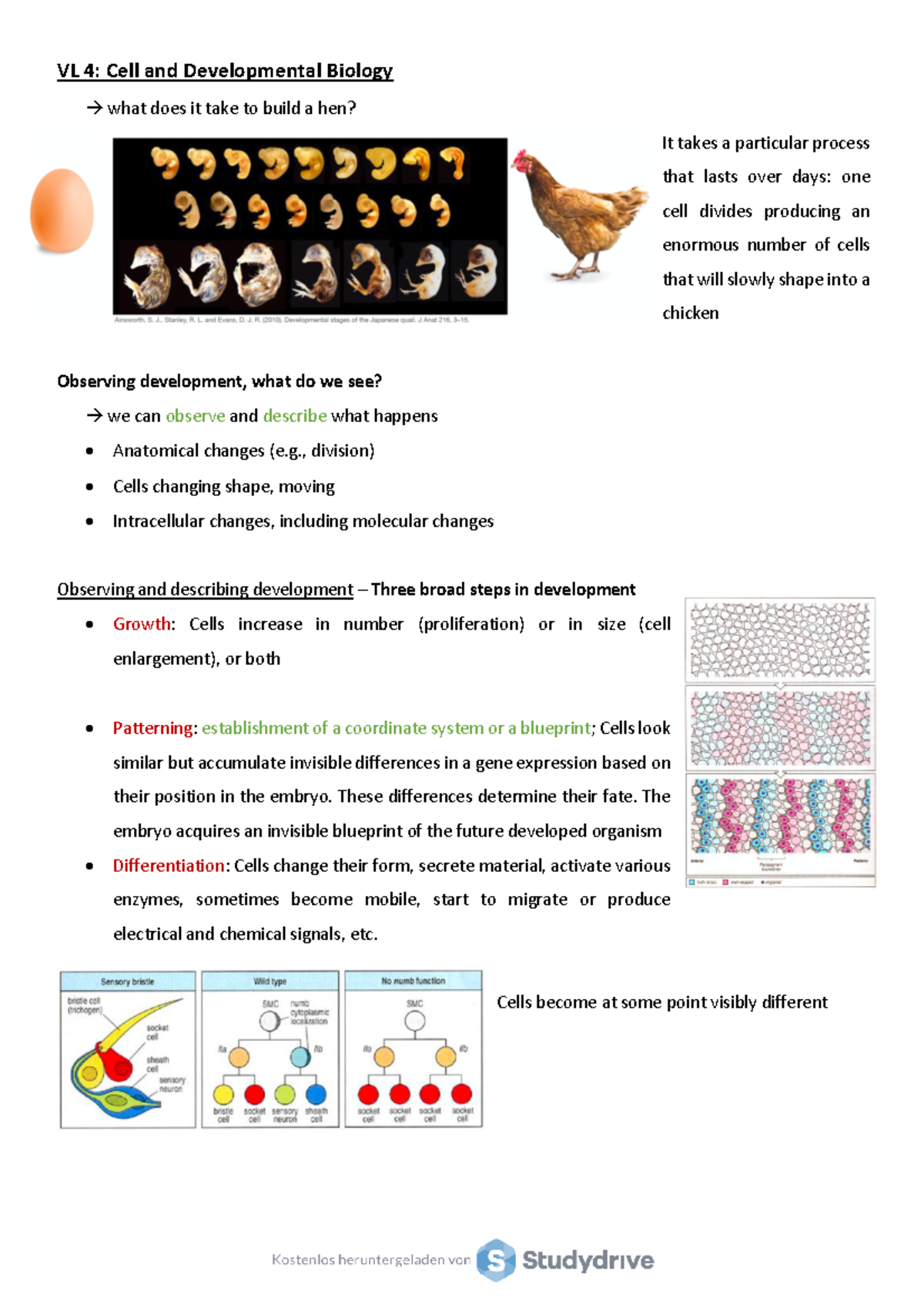 VL 4 - Cell and Developmental Biology - , division) - Cells changing ...
