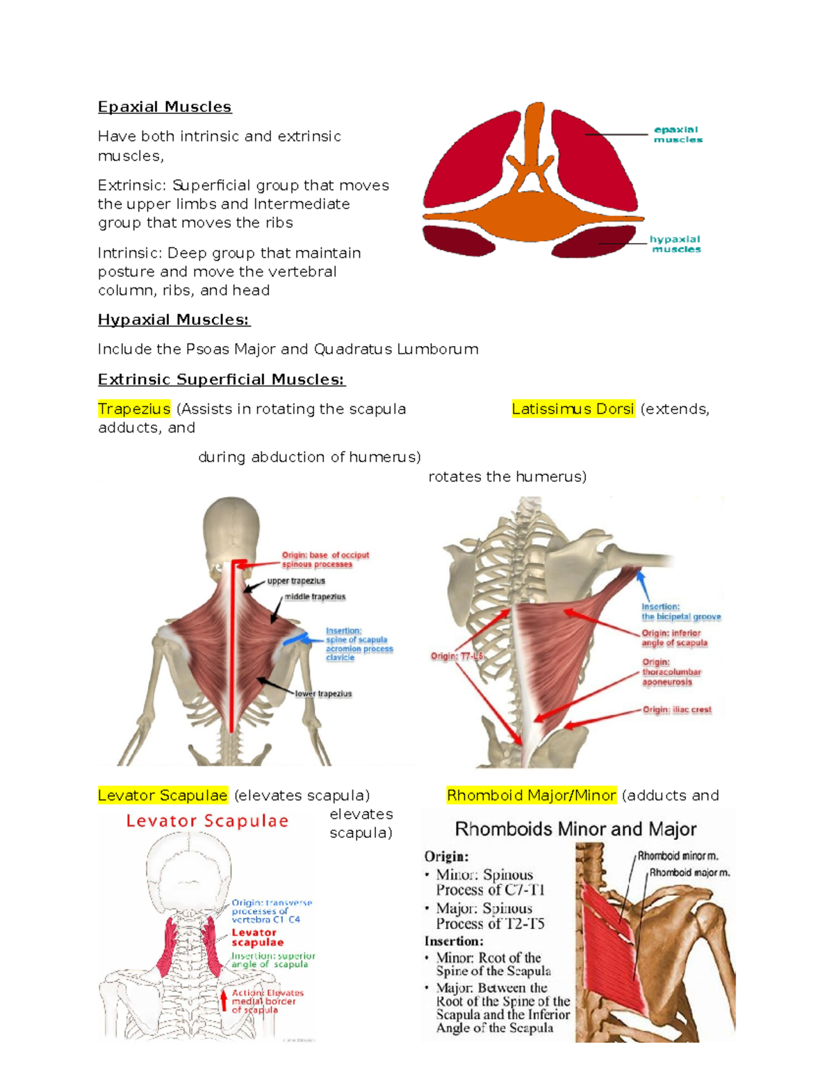 MSCI 510 Test 1 Notes - Epaxial Muscles Have both intrinsic and ...