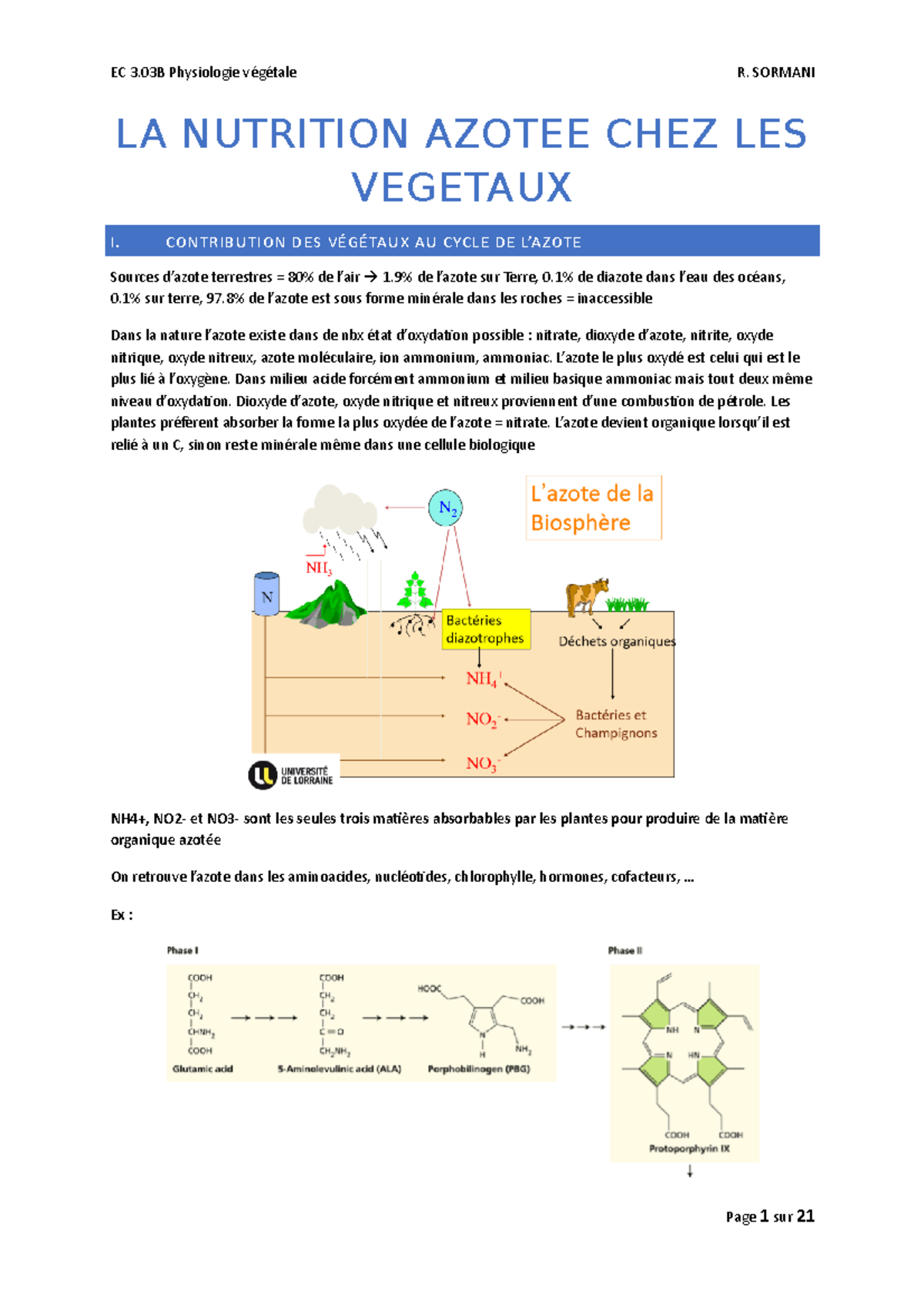 La nutrition azotée chez les végétaux - LA NUTRITION AZOTEE CHEZ LES ...