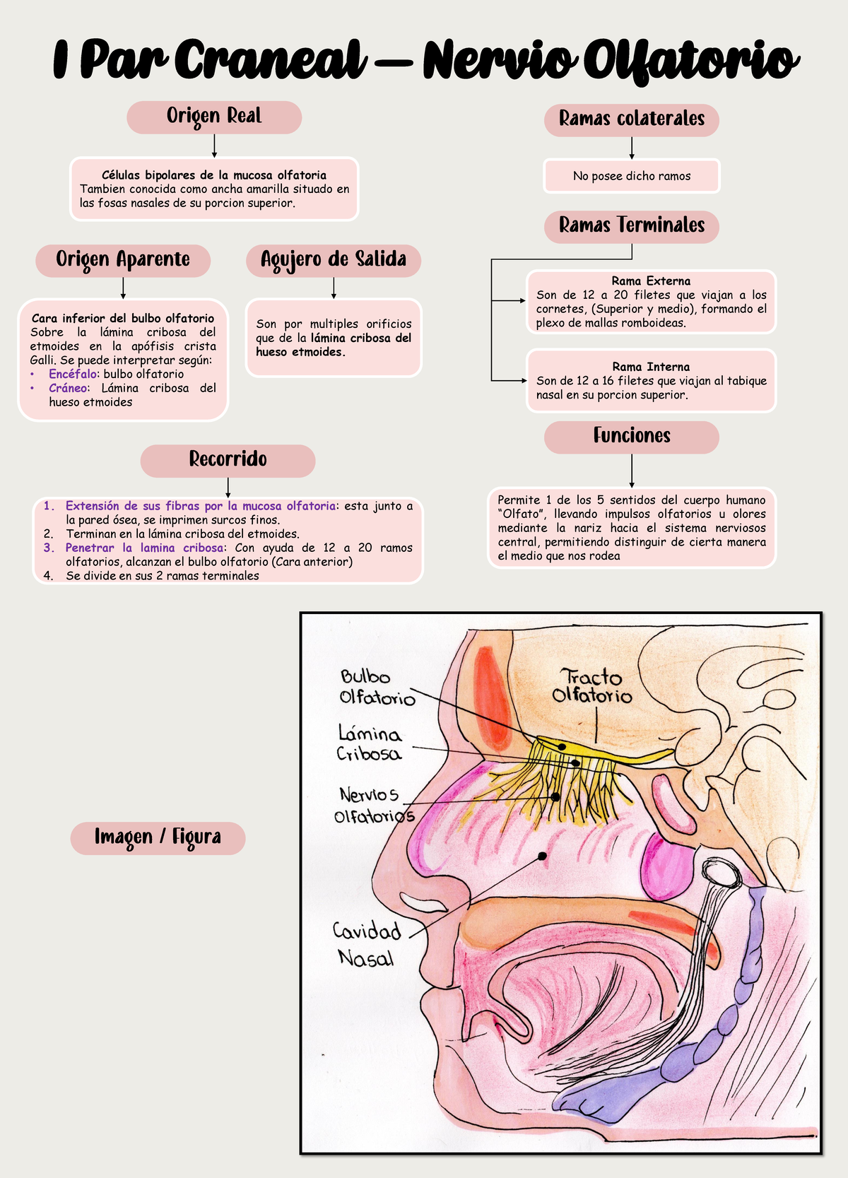 Nervio 1-5 - Pares craneales - I Par Craneal – Nervio Olfatorio Origen ...