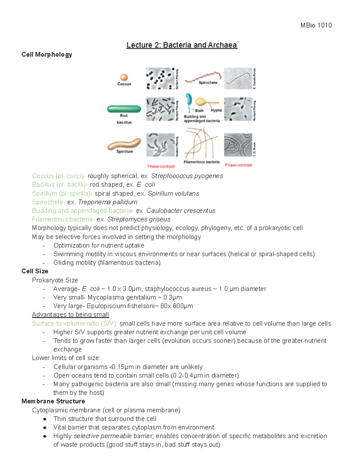 Lecture 2 Bacteria and Archaea - Lecture 2: Bacteria and Archaea Cell ...