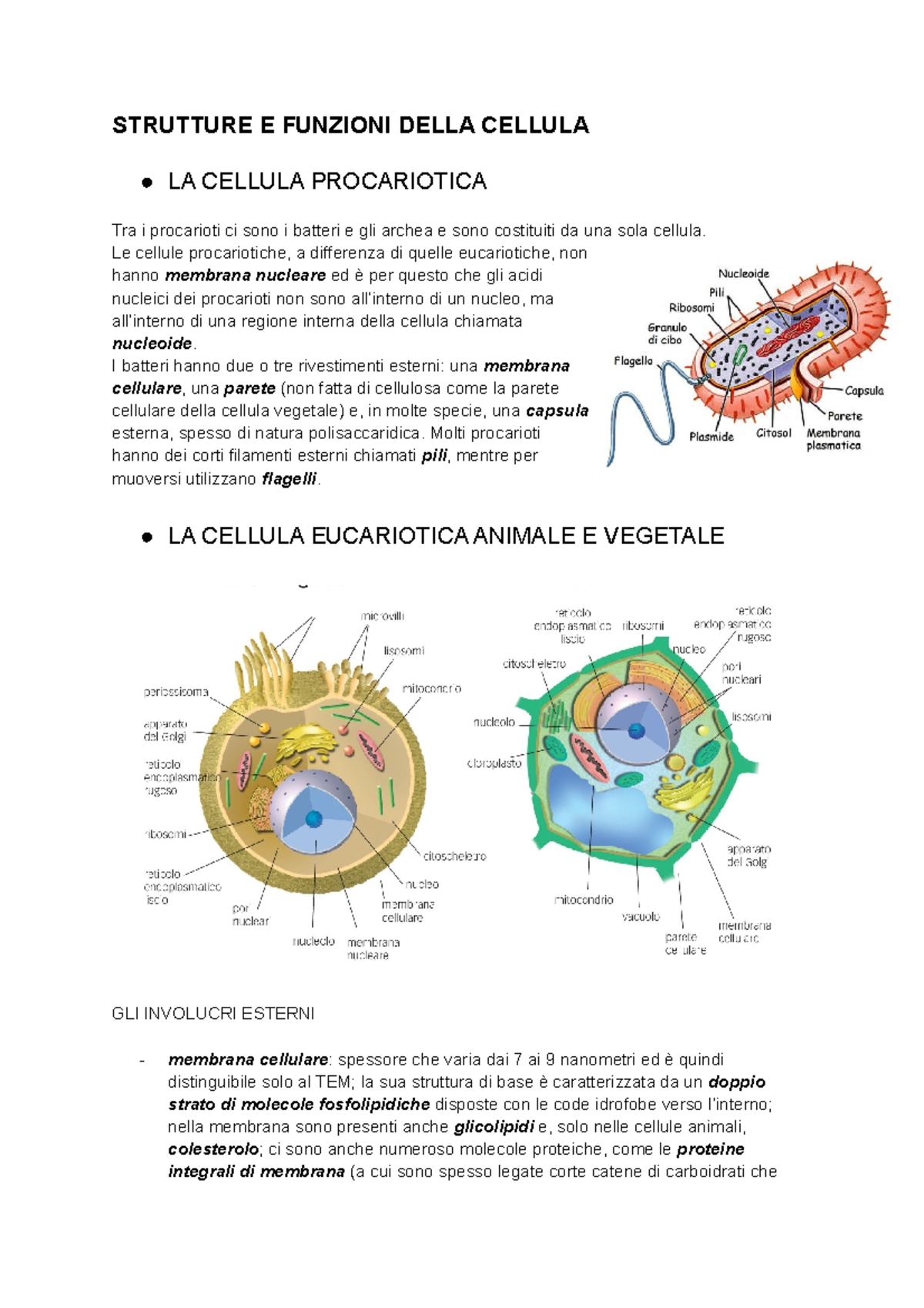 Strutture e funzioni della cellula - STRUTTURE E FUNZIONI DELLA CELLULA LA CELLULA PROCARIOTICA ...