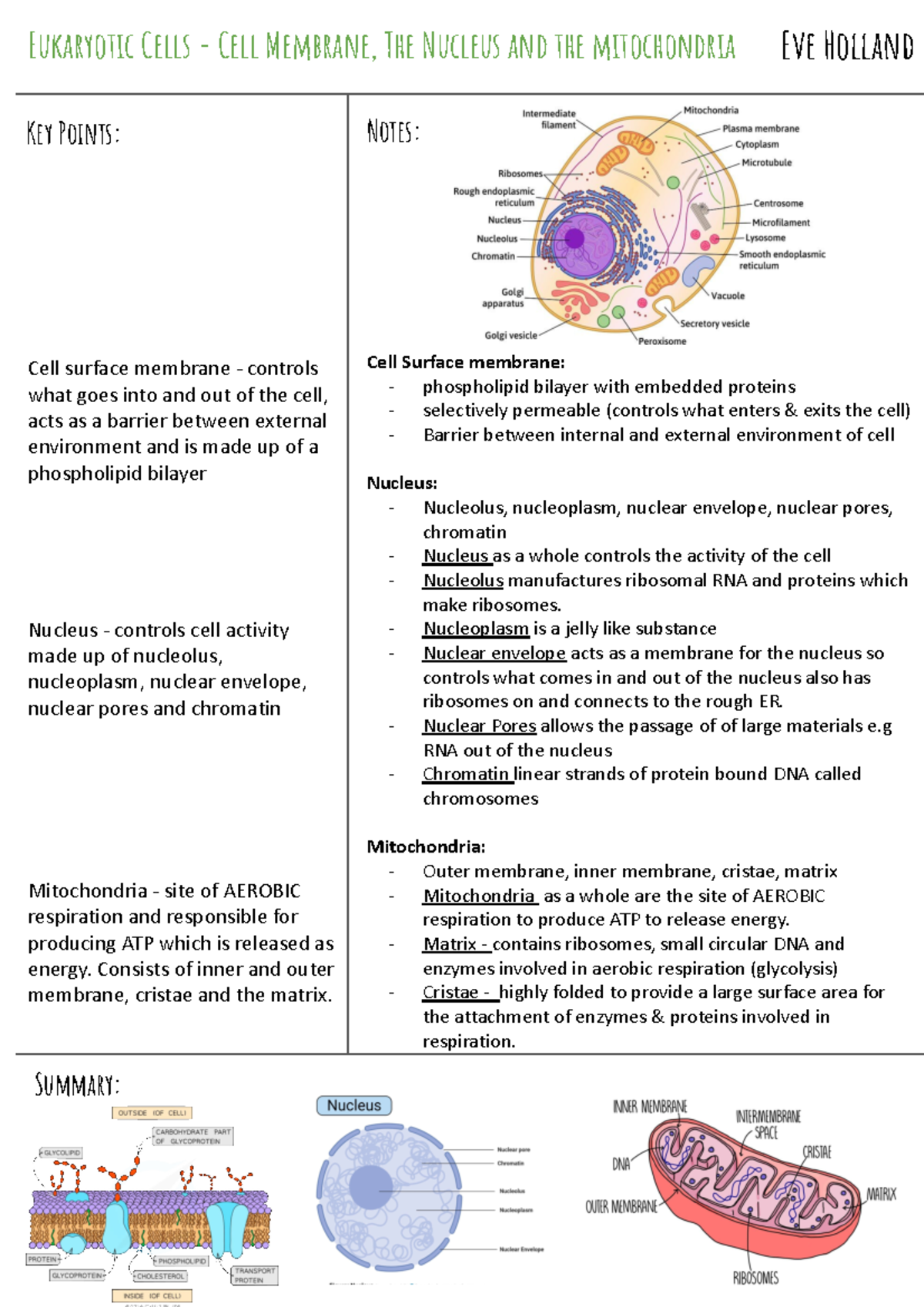 Eukaryotic cells part 1 - Eukaryotic Cells - Cell Membrane, The Nucleus ...
