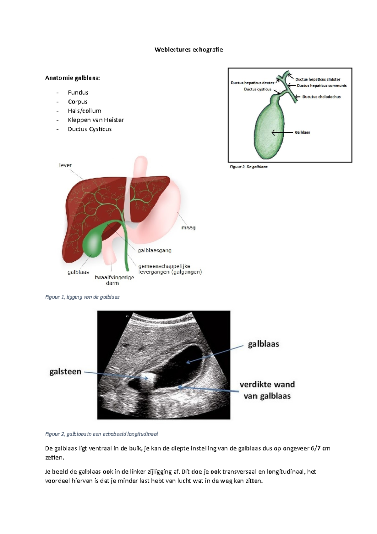 Weblectures echografie samenvatting - Weblectures echografie Anatomie ...
