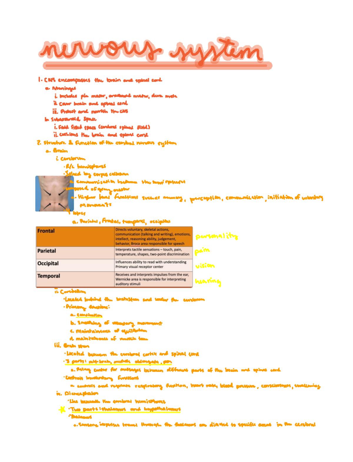 Nervous system Notes - nervous Them 1 CNSencompasses the brain ...
