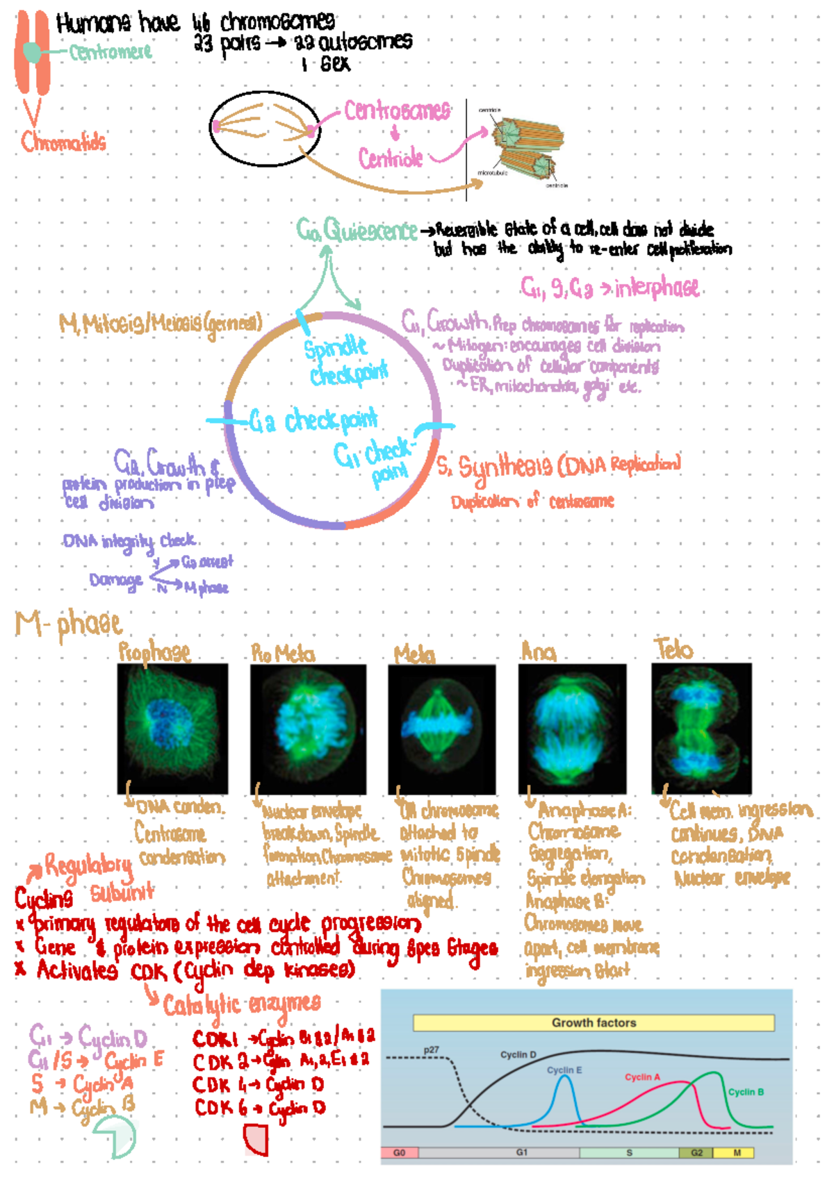 Cell Division - Summary Introduction to physiology and cell biology ...