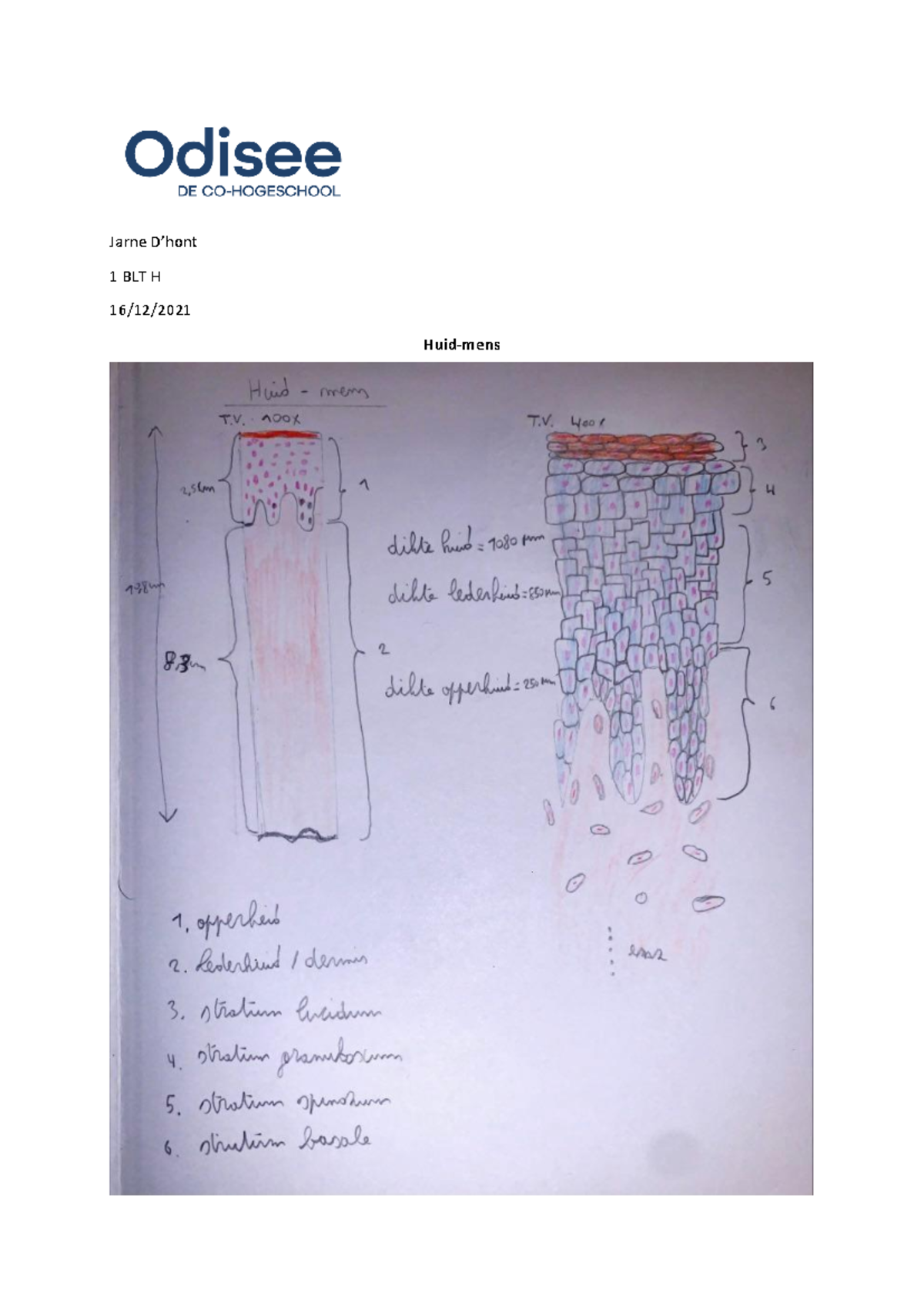Spierweefsels - Microscopische tekening van spierweefsel met annotaties ...